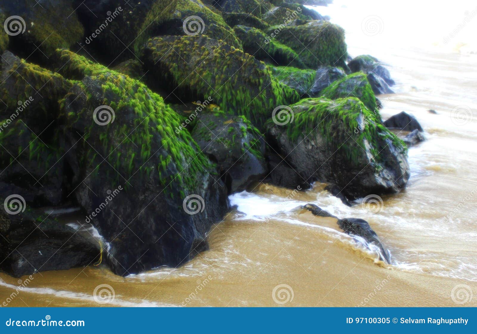 Sea algae on the rocks stock image. Image of environment - 97100305