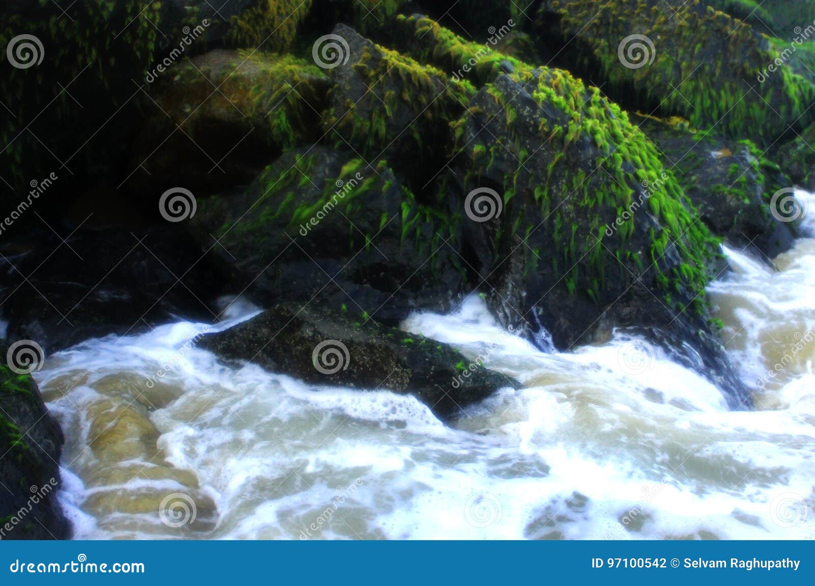 Sea Algae on the Rocks with Waves Stock Photo - Image of background ...