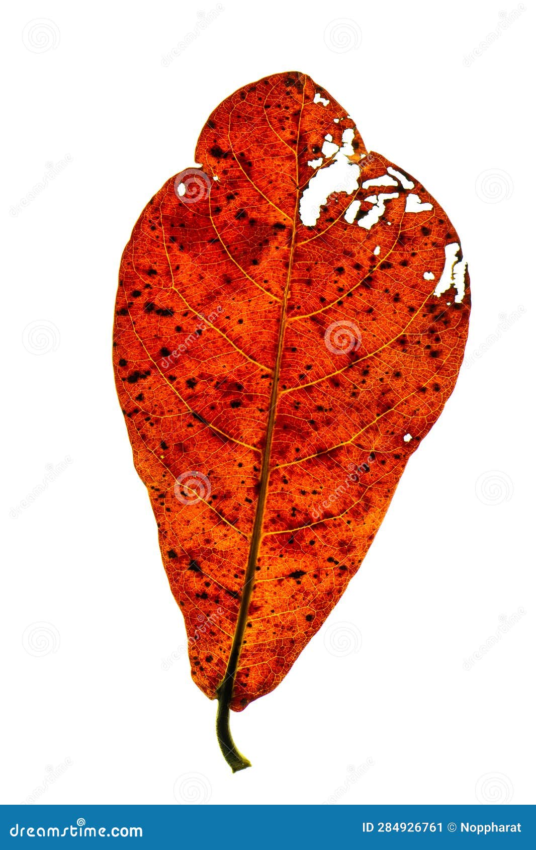 Sea almond leaf stock image. Image of brown, tropical - 284926761