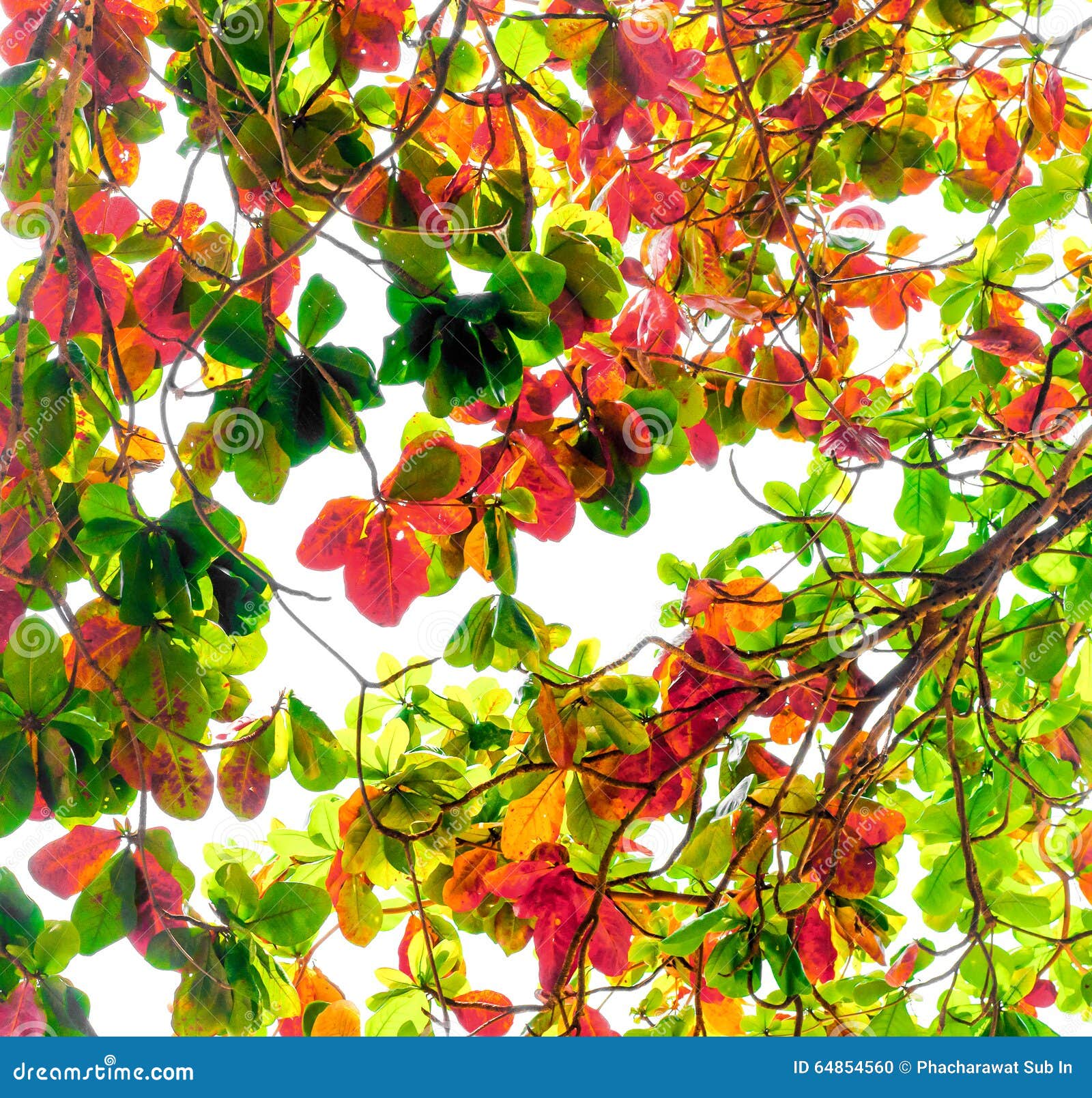 The Sea Almond Tree in Autumn Stock Photo - Image of natural ...