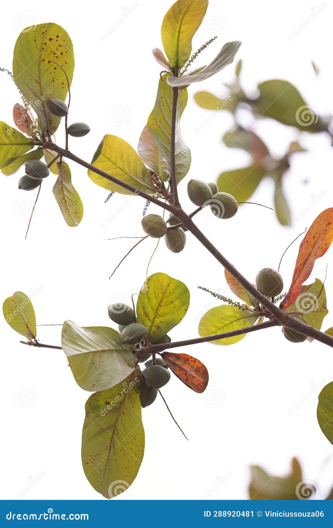 Sea Almond Tree stock image. Image of botany, terminalia - 288920481