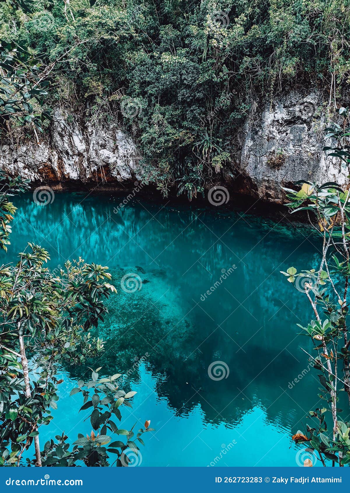 Sea anda wall in forest stock image. Image of leaf, forest - 262723283