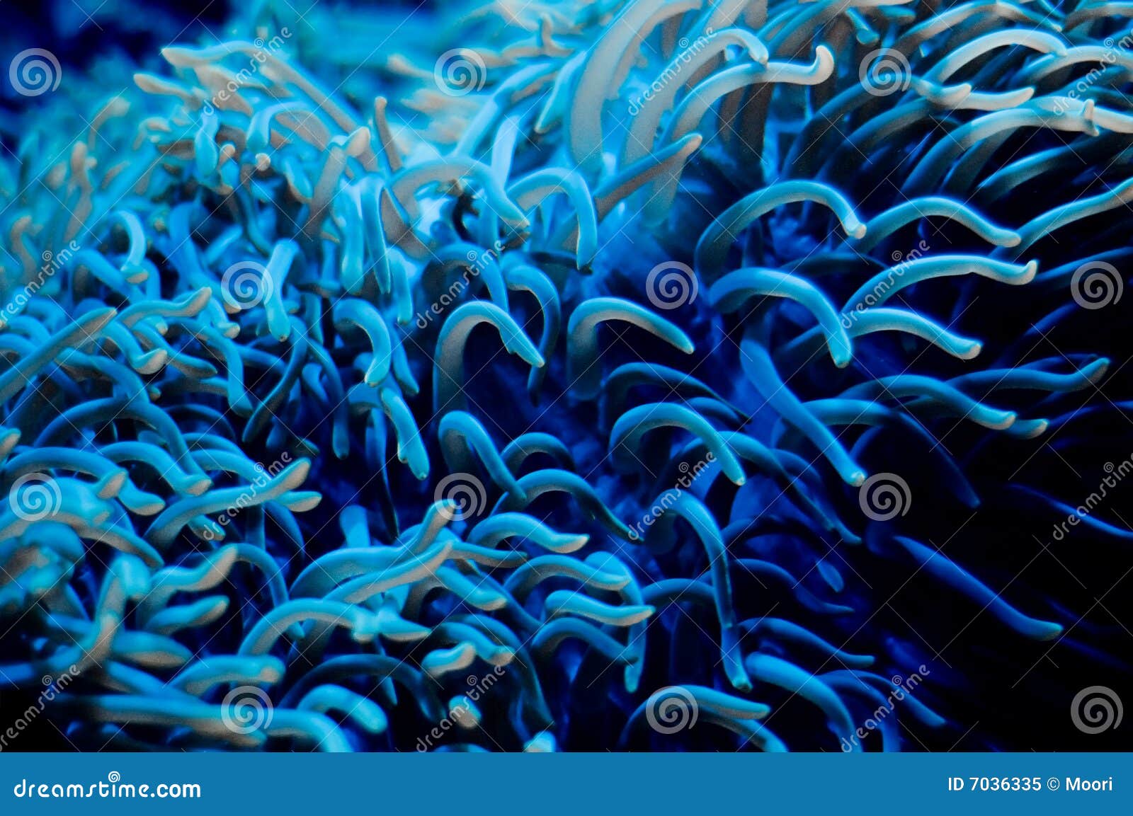 Sea anemon stock image. Image of sealife, water, marine - 7036335