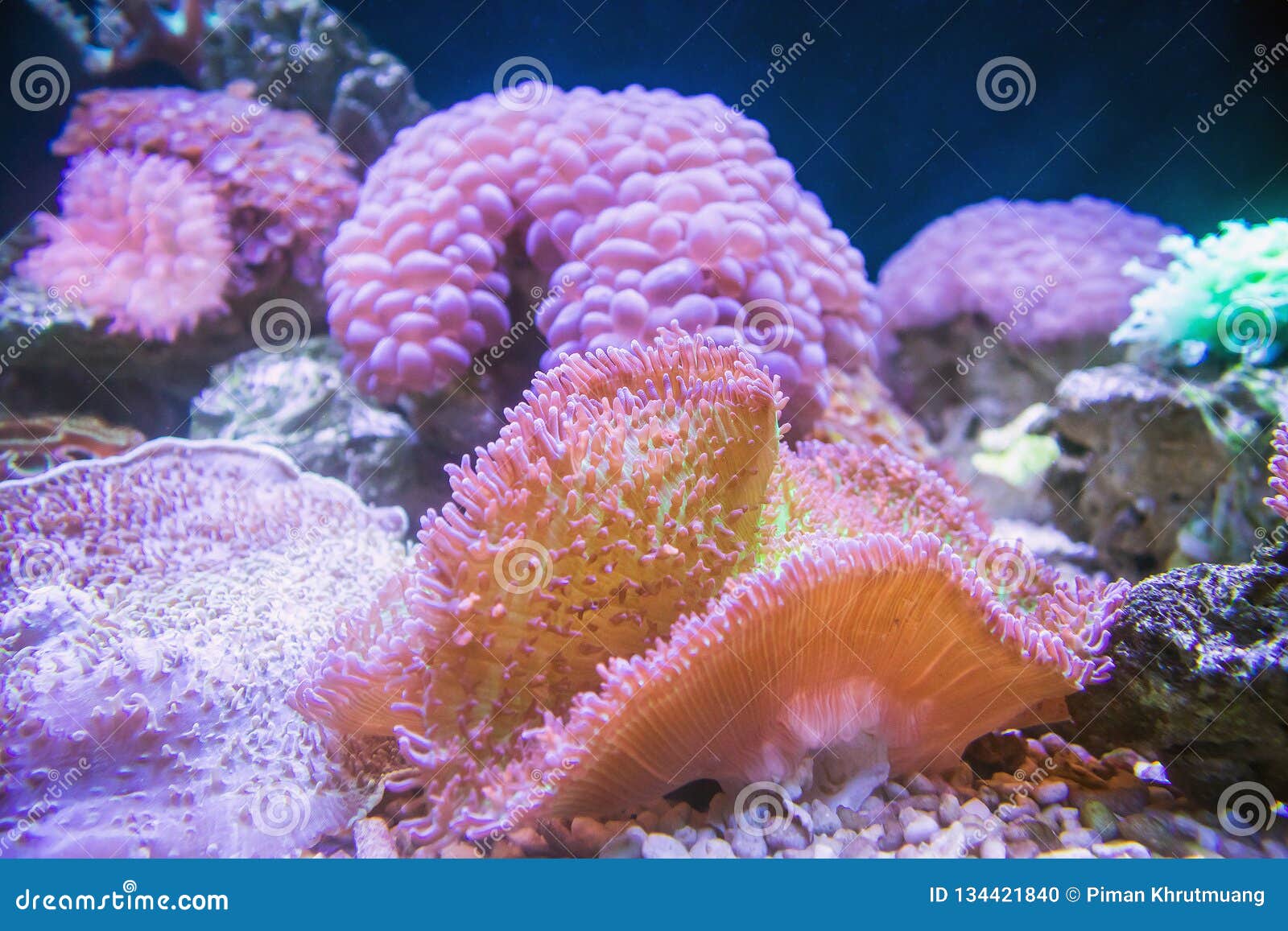 Sea anemone in aquarium stock photo. Image of color - 134421840