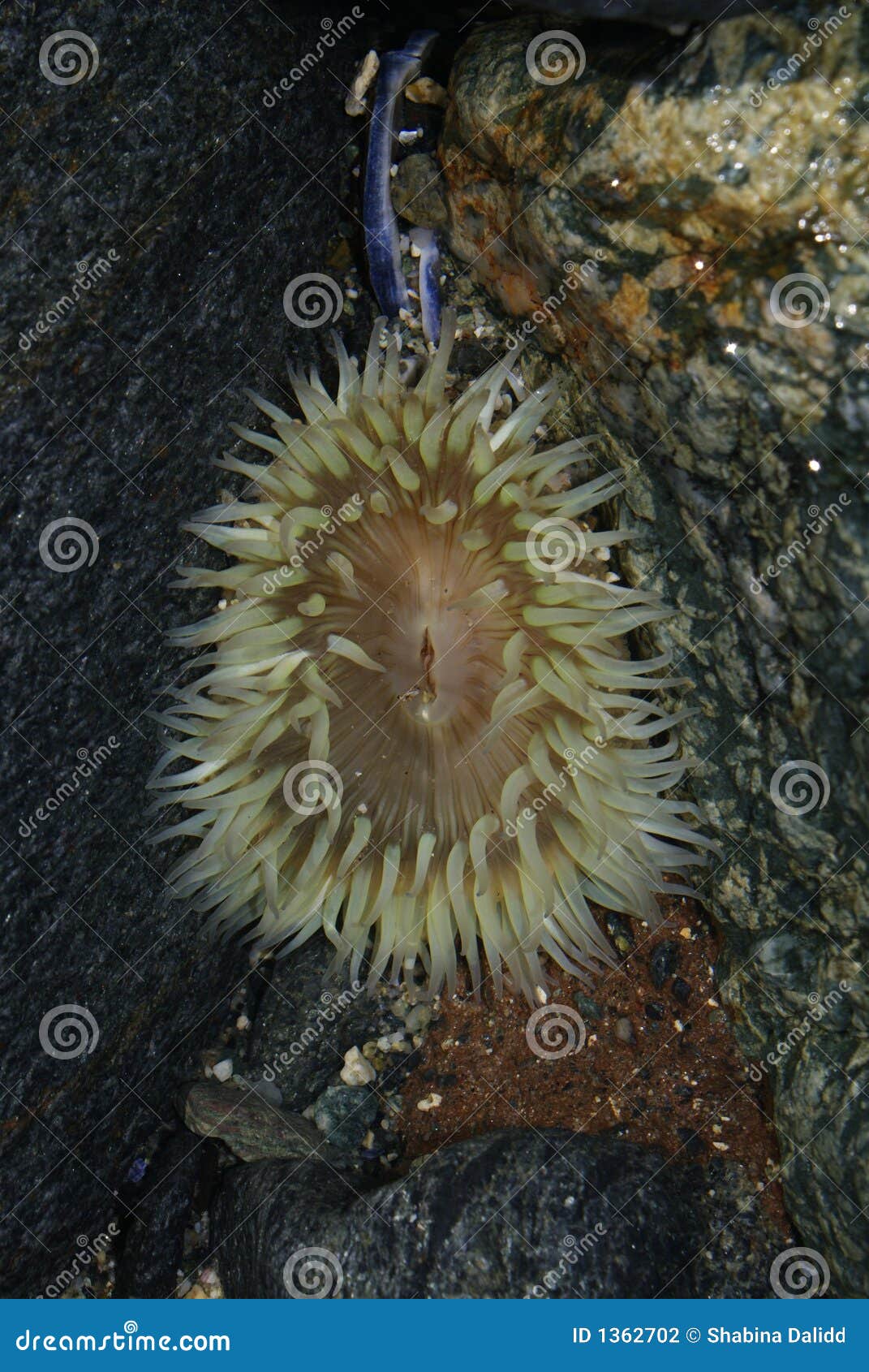 Sea Anemone stock photo. Image of actinaria, coral, small - 1362702