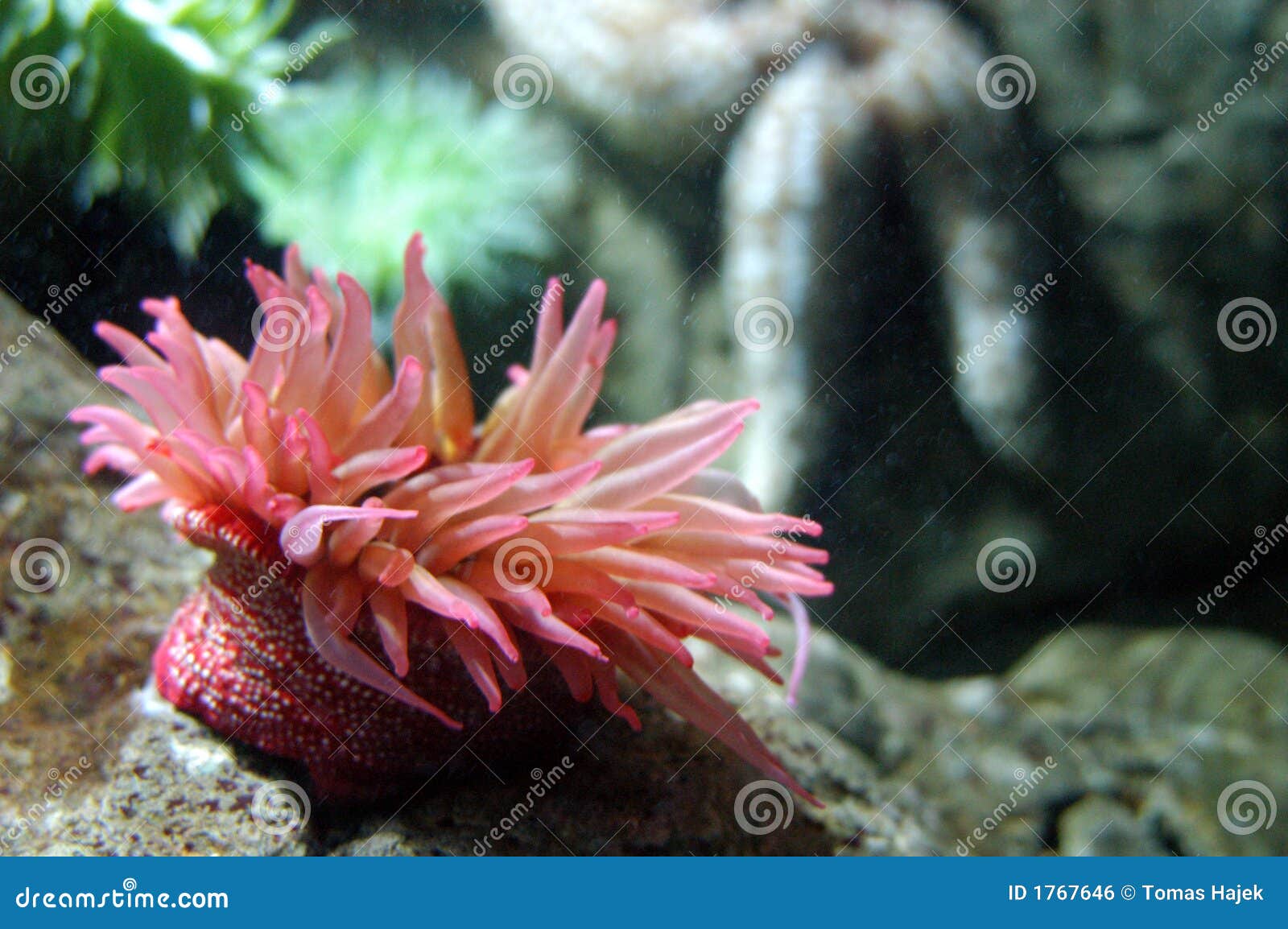 Sea Anemone Royalty-Free Stock Photography | CartoonDealer.com #78405281