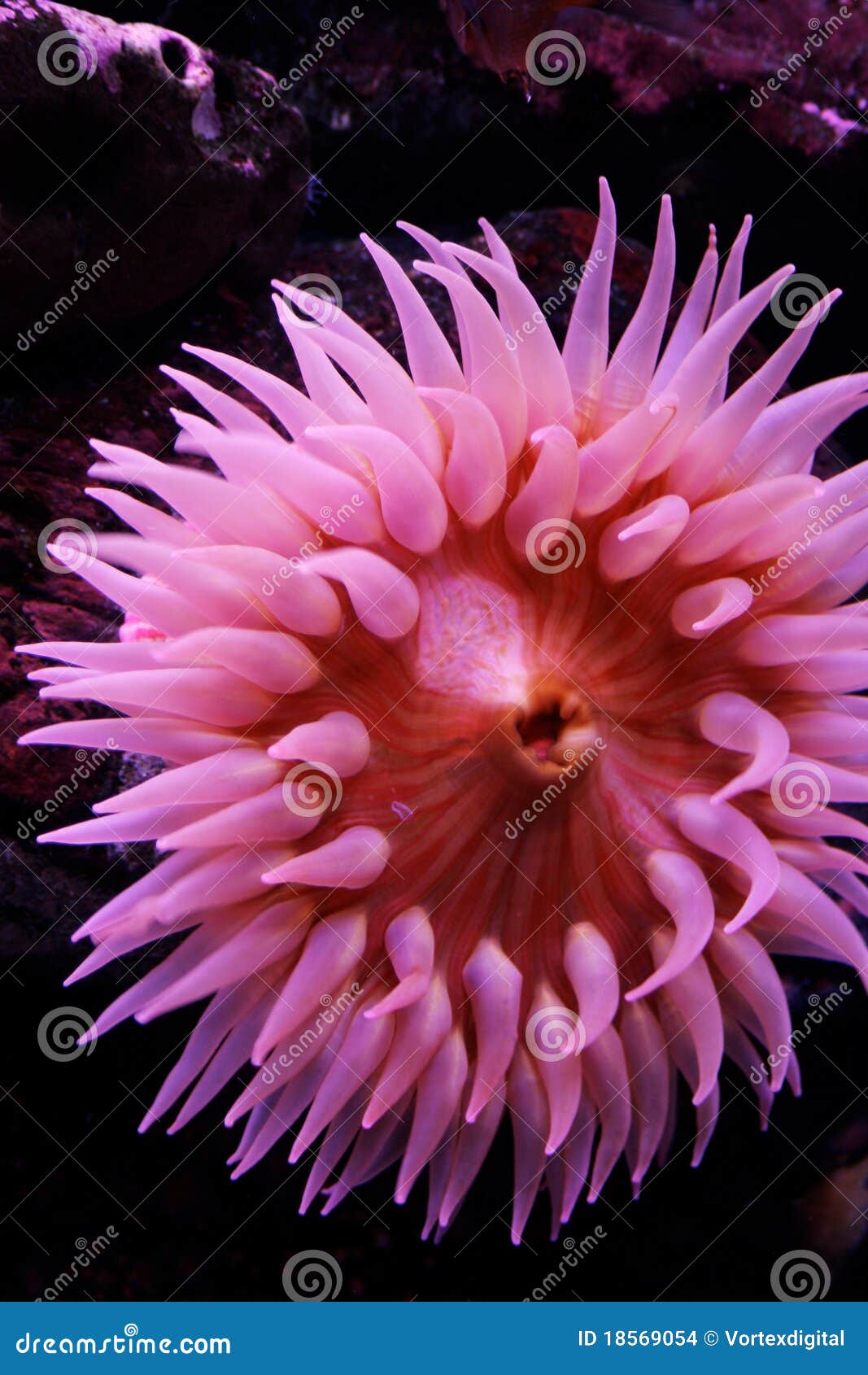 Sea Anemone stock photo. Image of pink, life, marine - 18569054