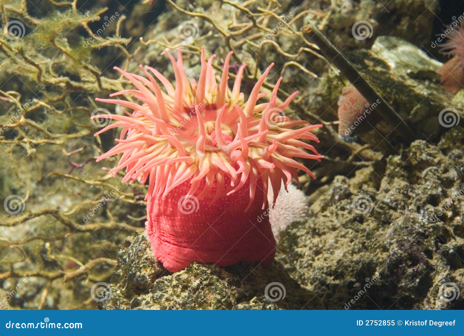 Sea anemone 2 stock image. Image of seascape, environment - 2752855