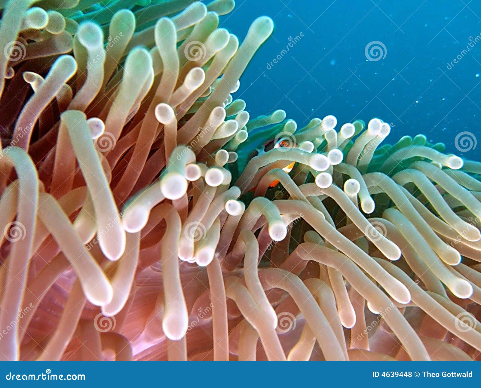 Sea Anemone stock photo. Image of anemone, poisonous, underwater - 4639448