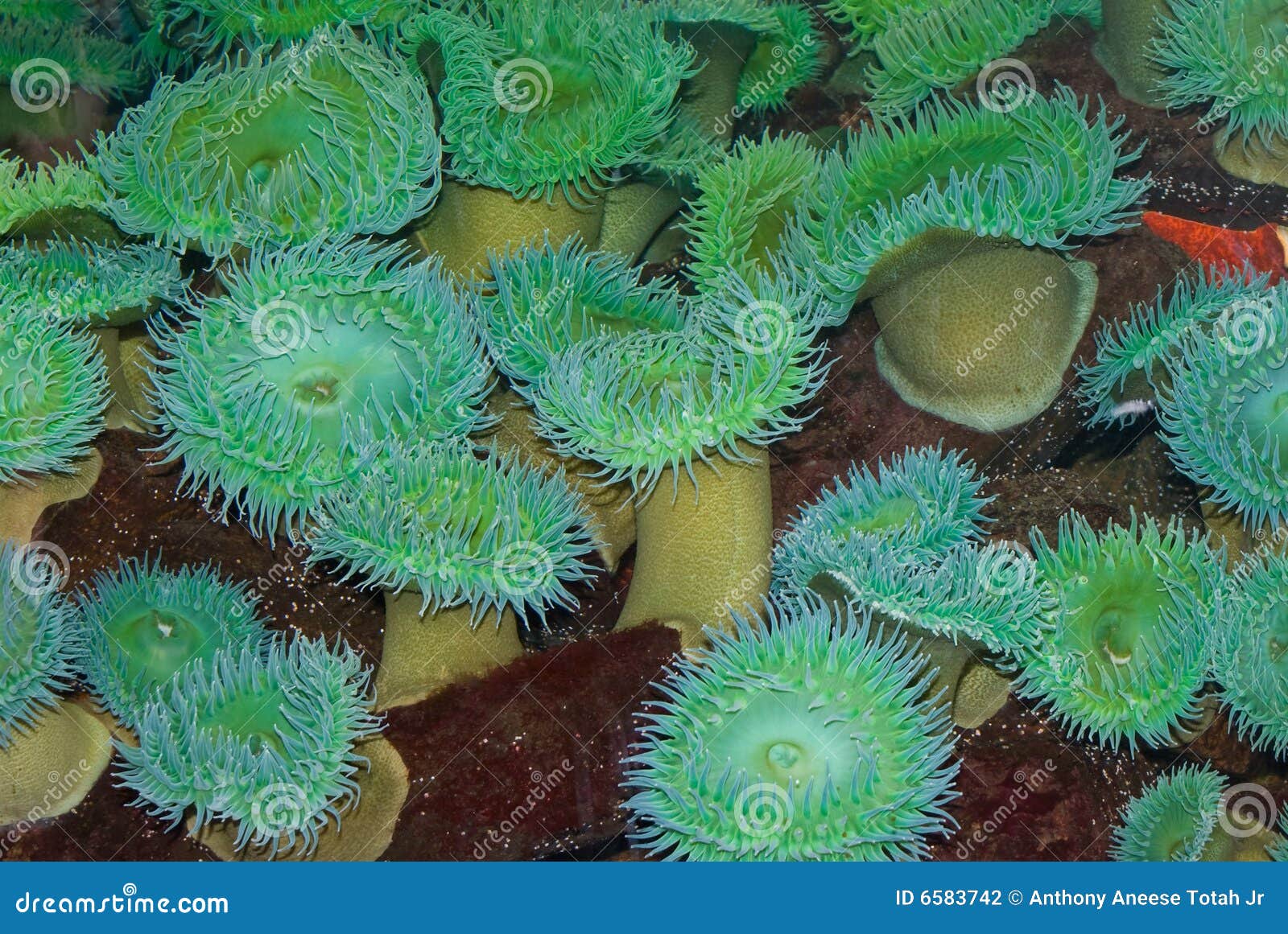 Sea Anemone stock photo. Image of marine, reef, surrounded - 6583742