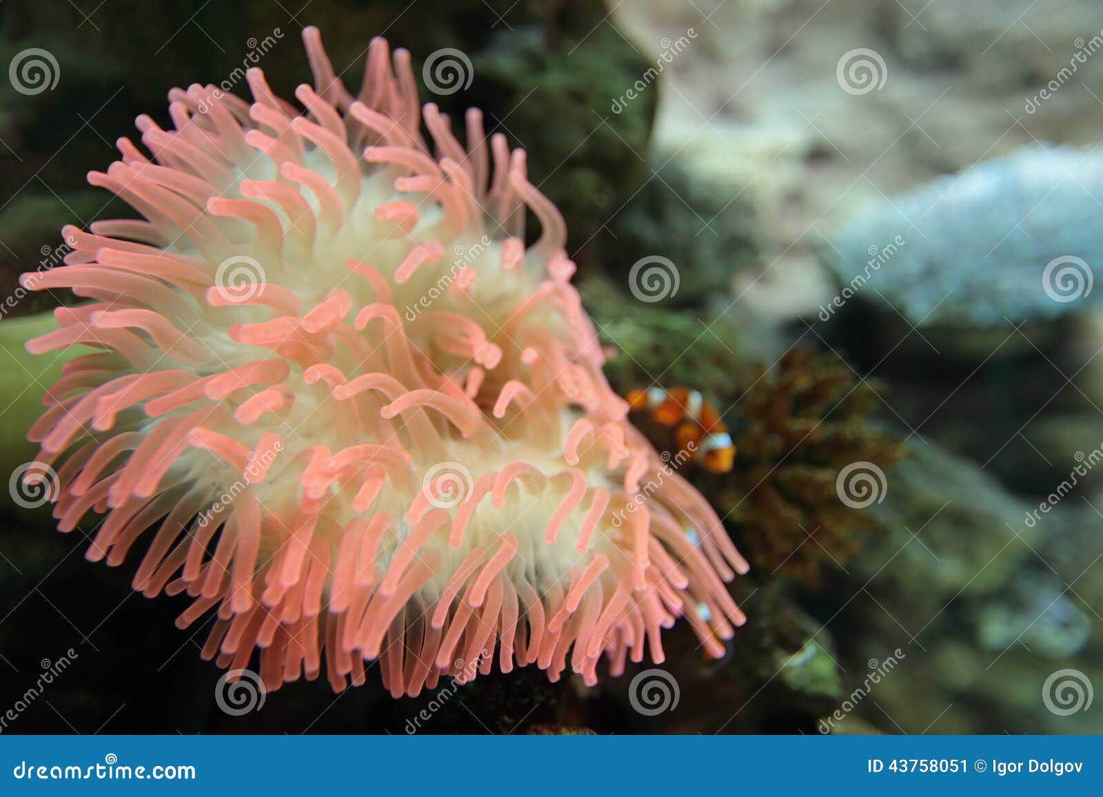 Sea anemone stock image. Image of close, fauna, underwater - 43758051