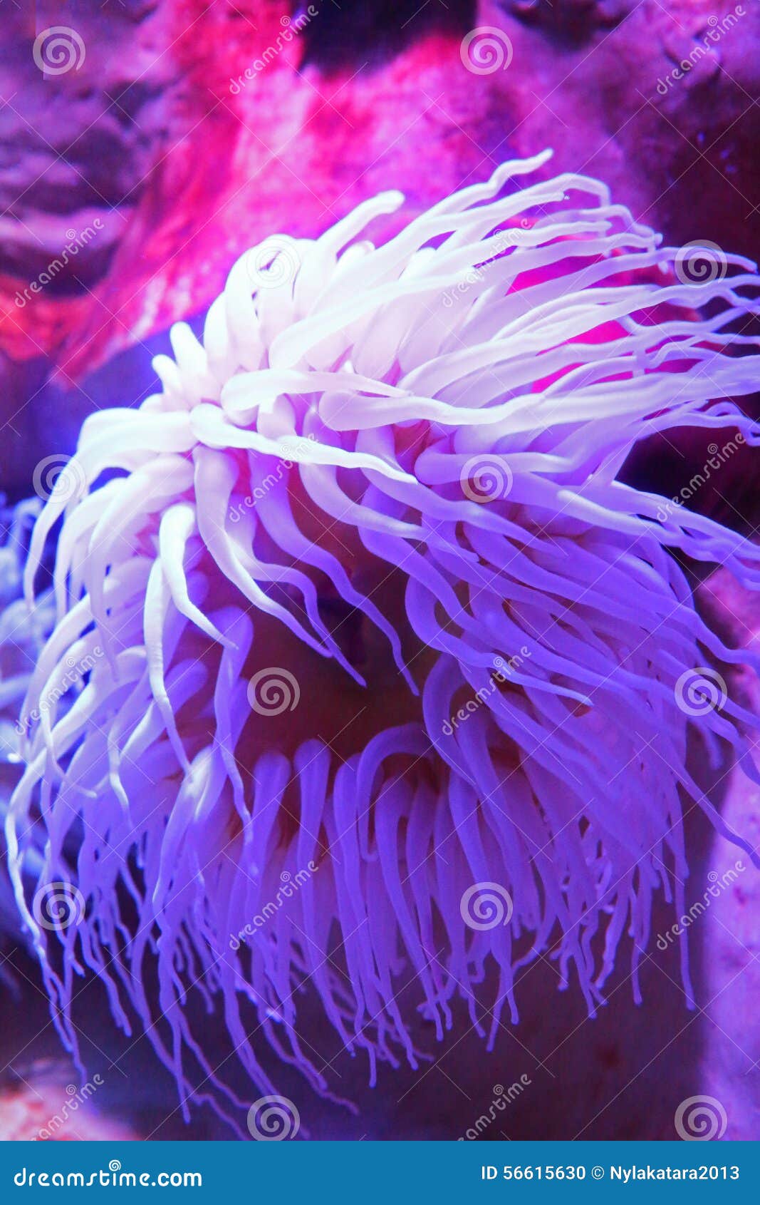 Sea Anemone Stock Photography | CartoonDealer.com #56615630