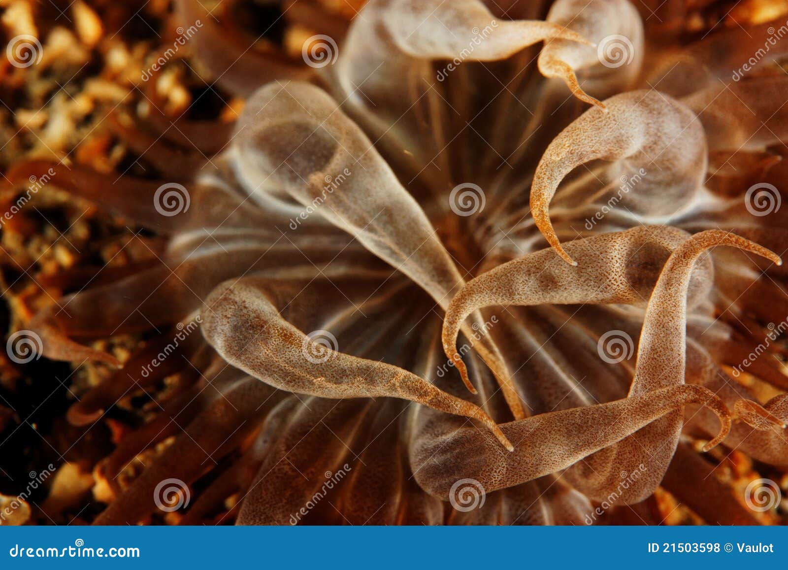 Sea anemone - Close-up stock photo. Image of life, marine - 21503598
