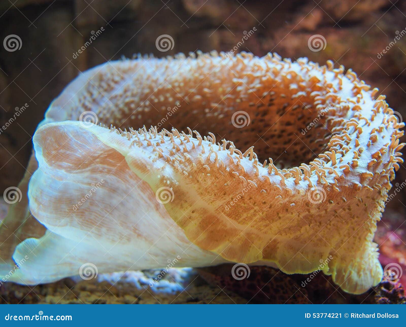 Sea anemone stock image. Image of tropical, beauty, underwater - 53774221