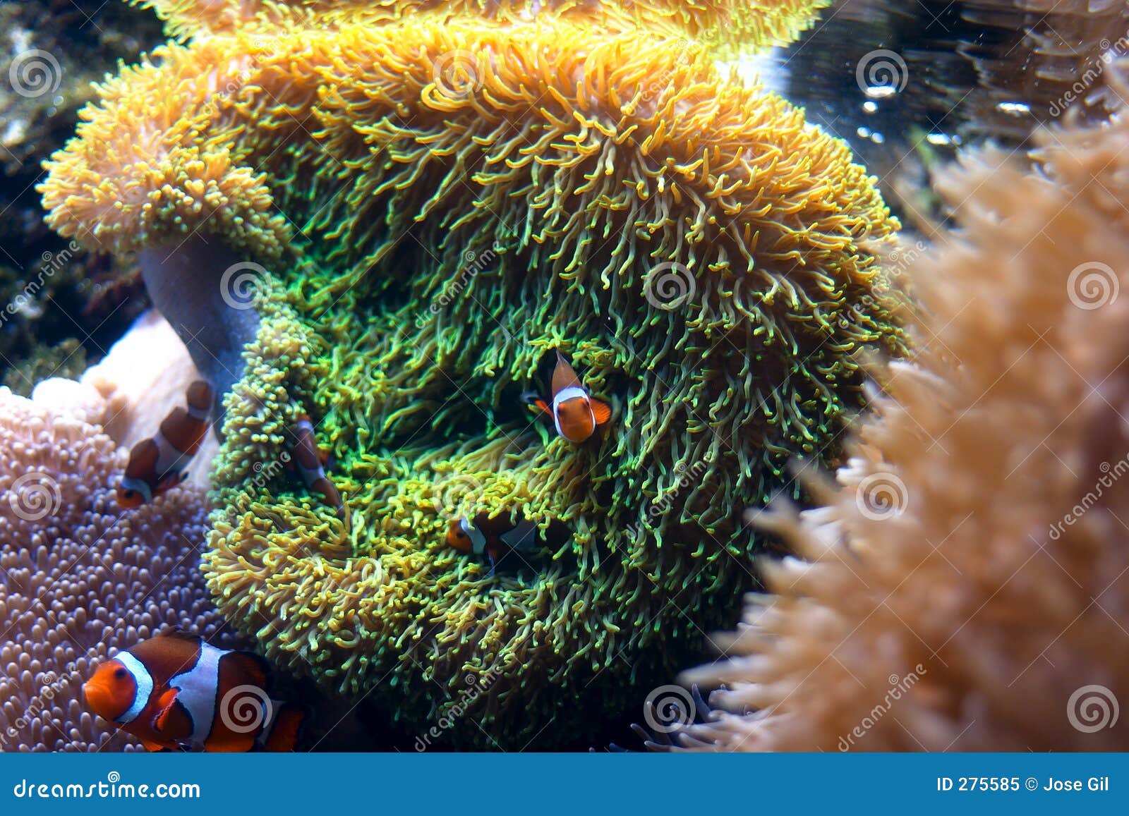 Sea Anemone with Clown Fish Stock Image - Image of clown, reef: 275585