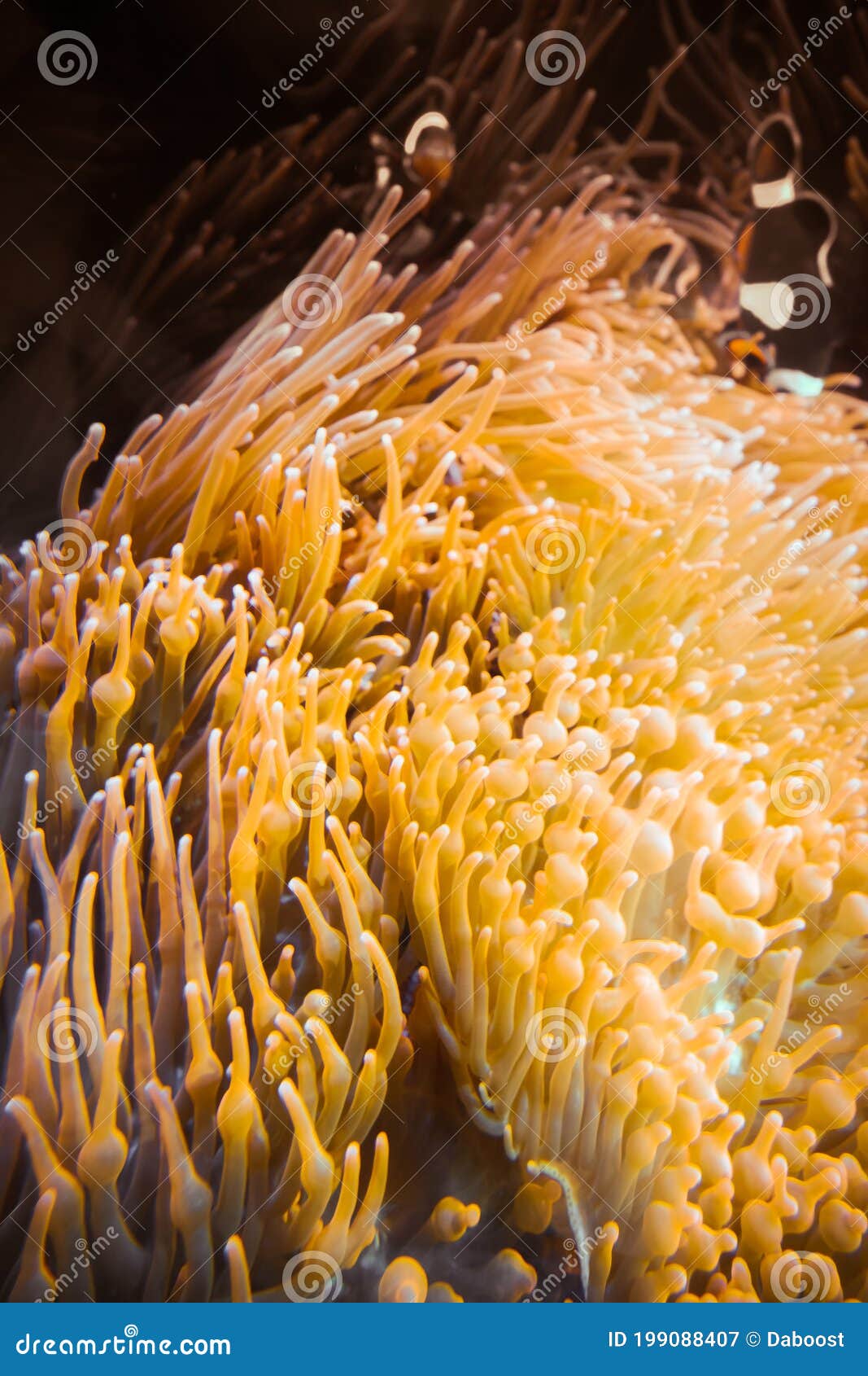Sea Anemone and Clownfish Underwater View Stock Image - Image of color ...
