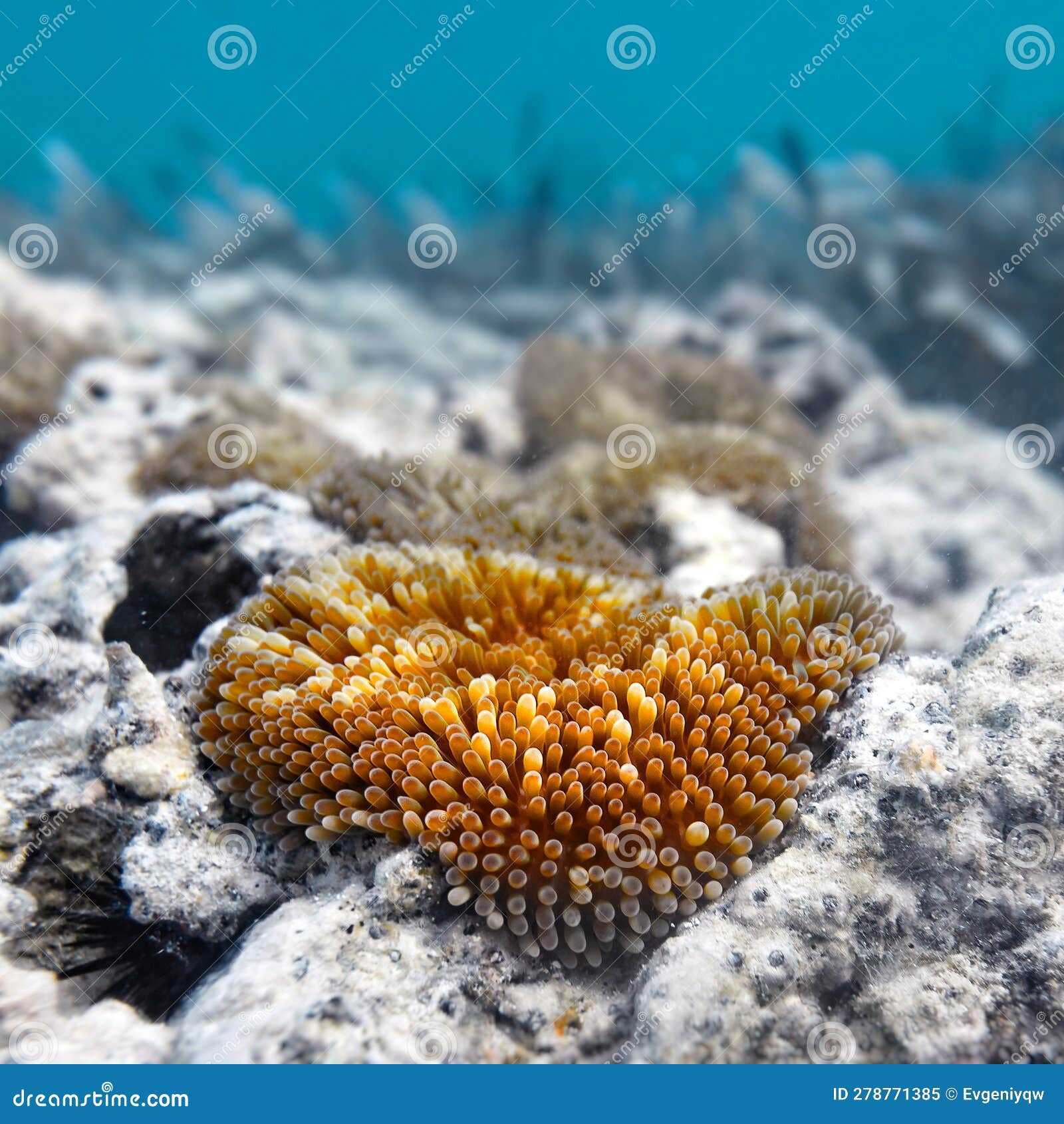 Sea Anemone on a Coral Reef Stock Image - Image of ocean, wildlife ...