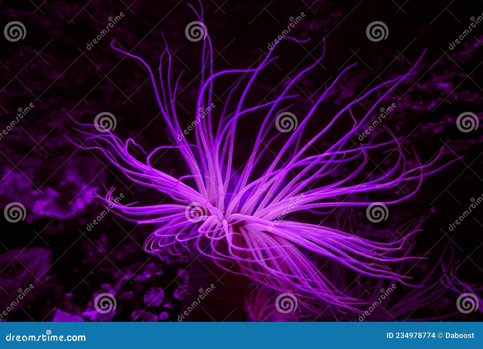 Sea Anemone on a Coral Reef Stock Photo - Image of aquarium, reef ...