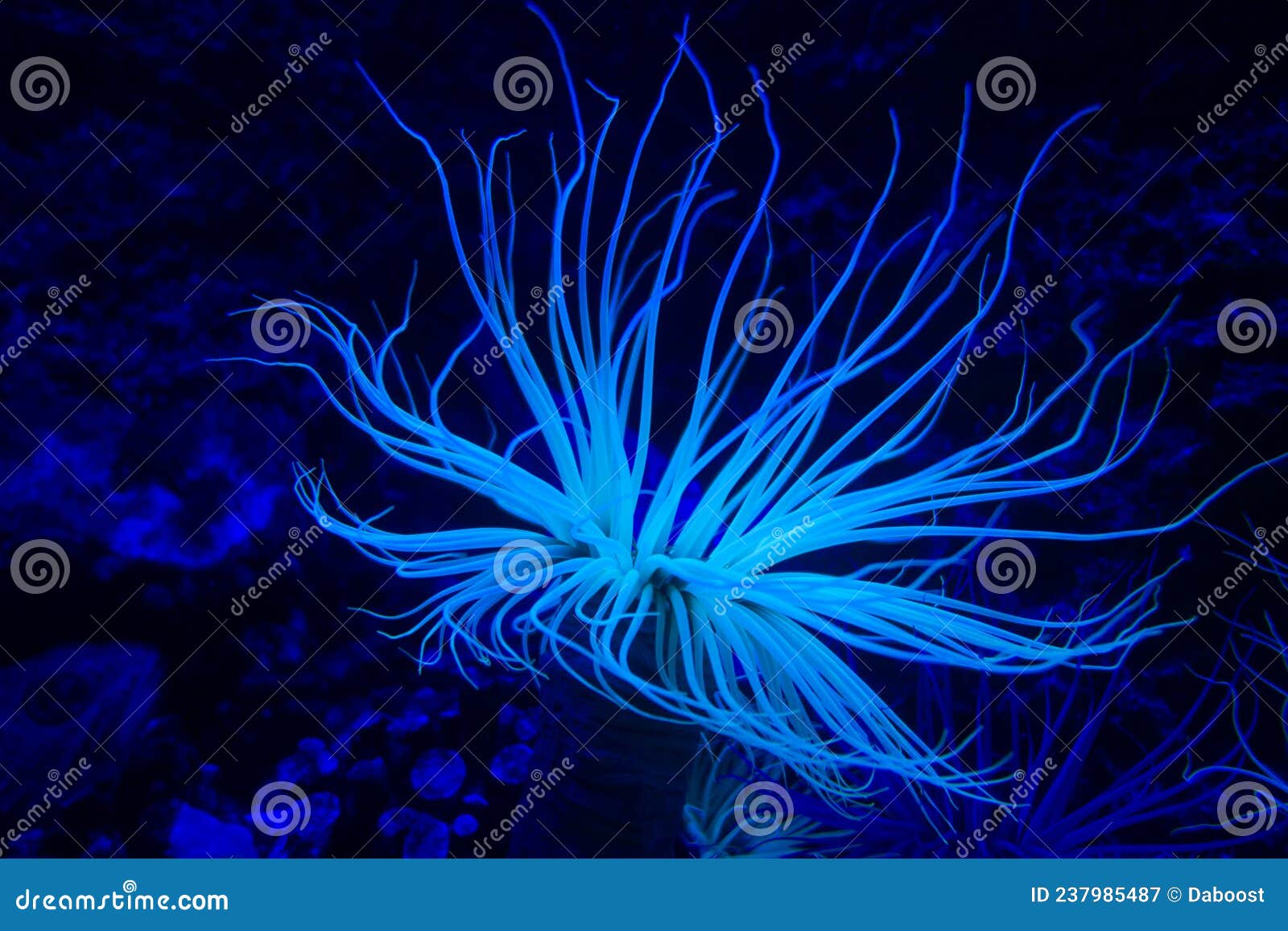 Sea Anemone on a Coral Reef Stock Image - Image of animal, colorful ...