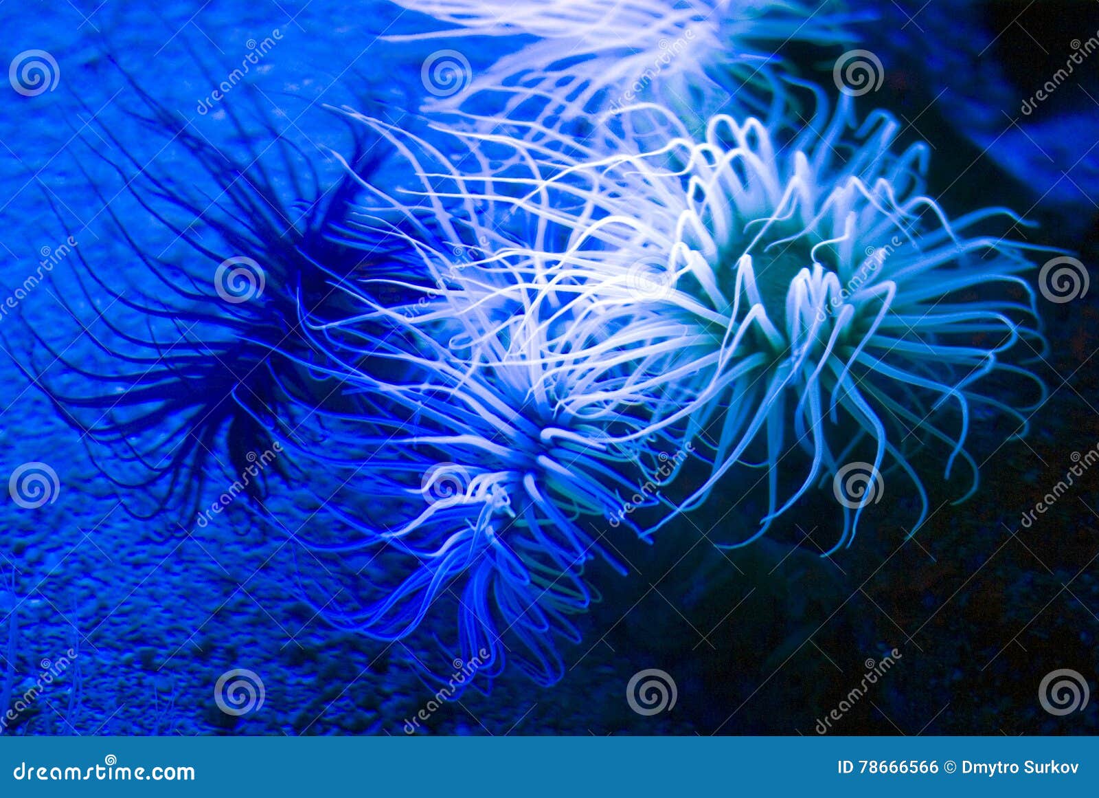 Veretillum Cynomorium Stock Photos - Free & Royalty-Free Stock Photos ...