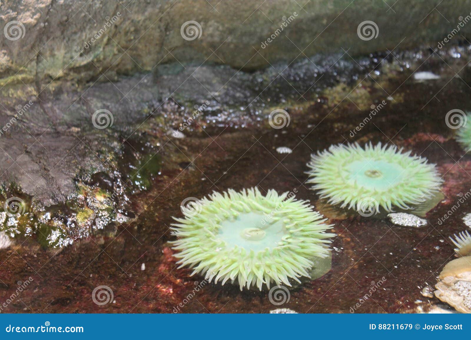 Sea anemone stock image. Image of curved, spiky, lurks - 88211679