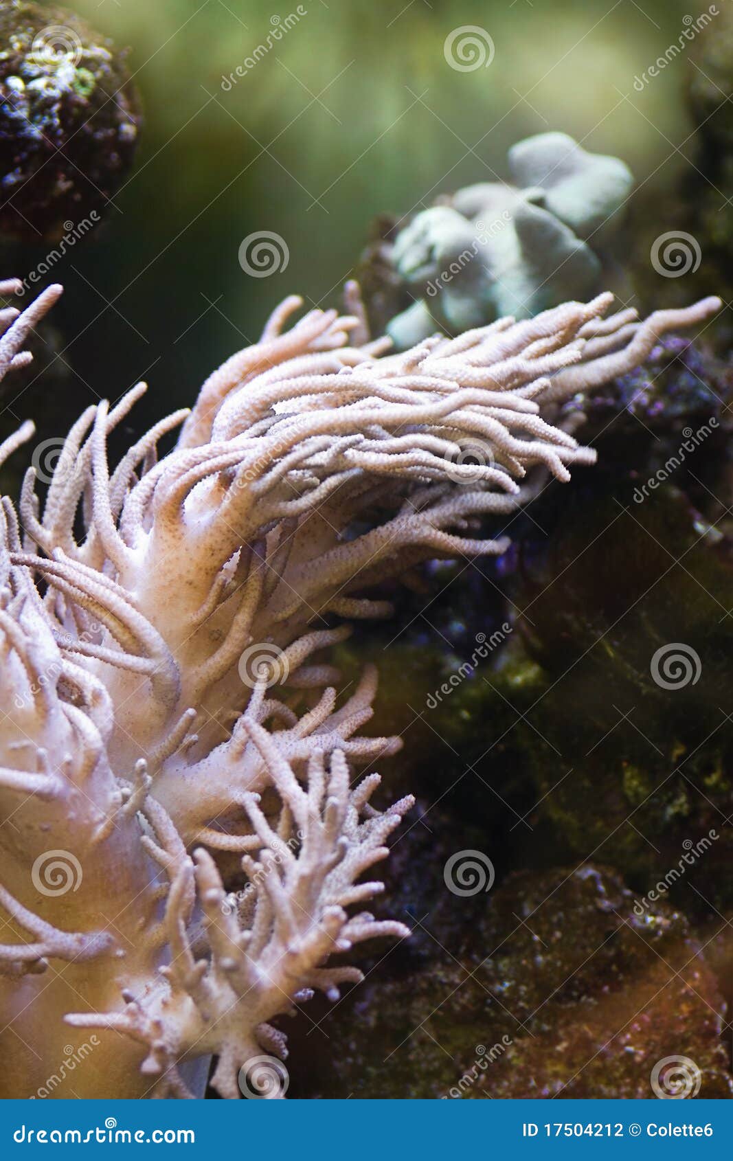 Sea Anemone, Predatory Animal Stock Photo - Image of anemones, color ...