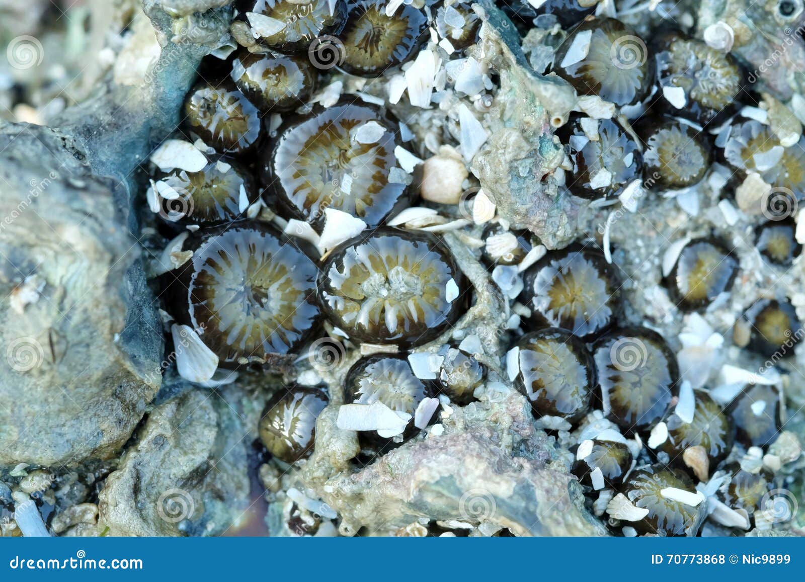 Sea Anemone on a Rock stock photo. Image of beach, tropic - 70773868