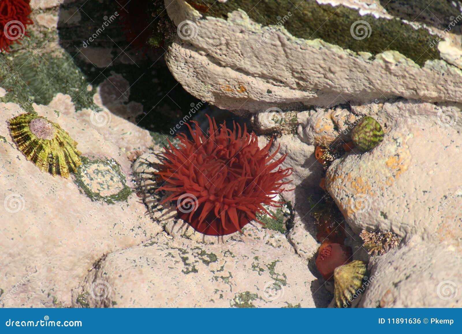 Sea Anemone in a Rock Pool with Barnacles Stock Photo - Image of rocks ...