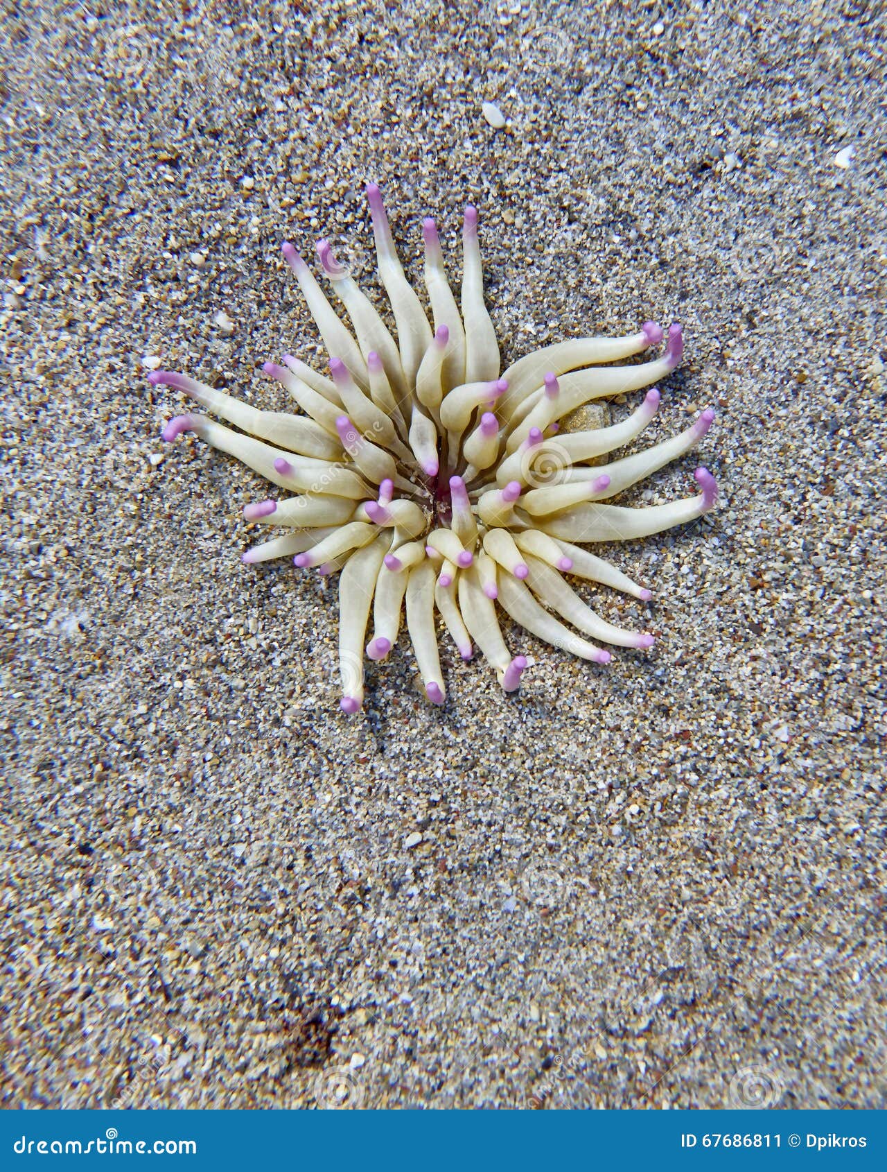 Sea Anemone on Sandy Sea Bed Stock Image - Image of aquatic, coral ...