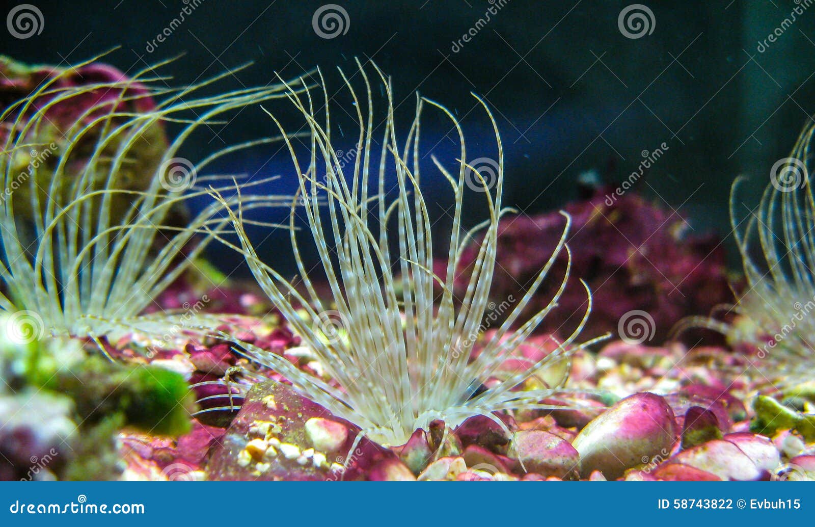 Sea anemone underwater. stock photo. Image of exotic - 58743822