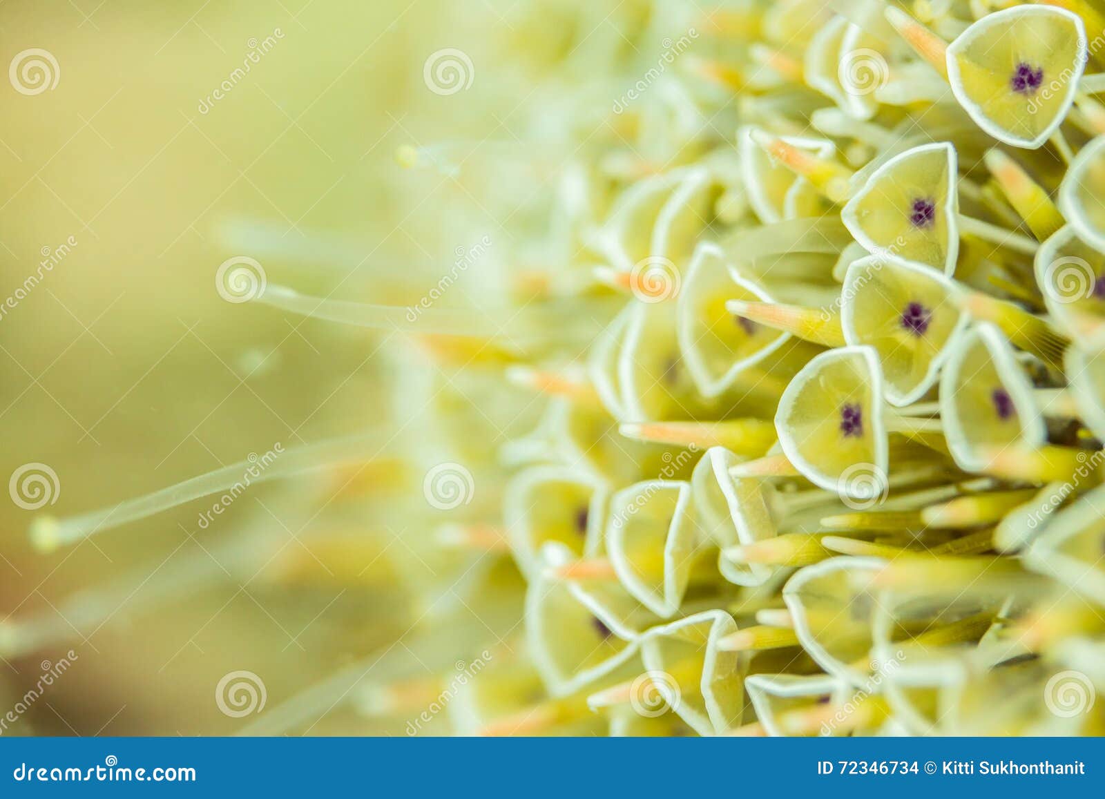 Sea Anemone stock photo. Image of color, anemone, marine - 72346734