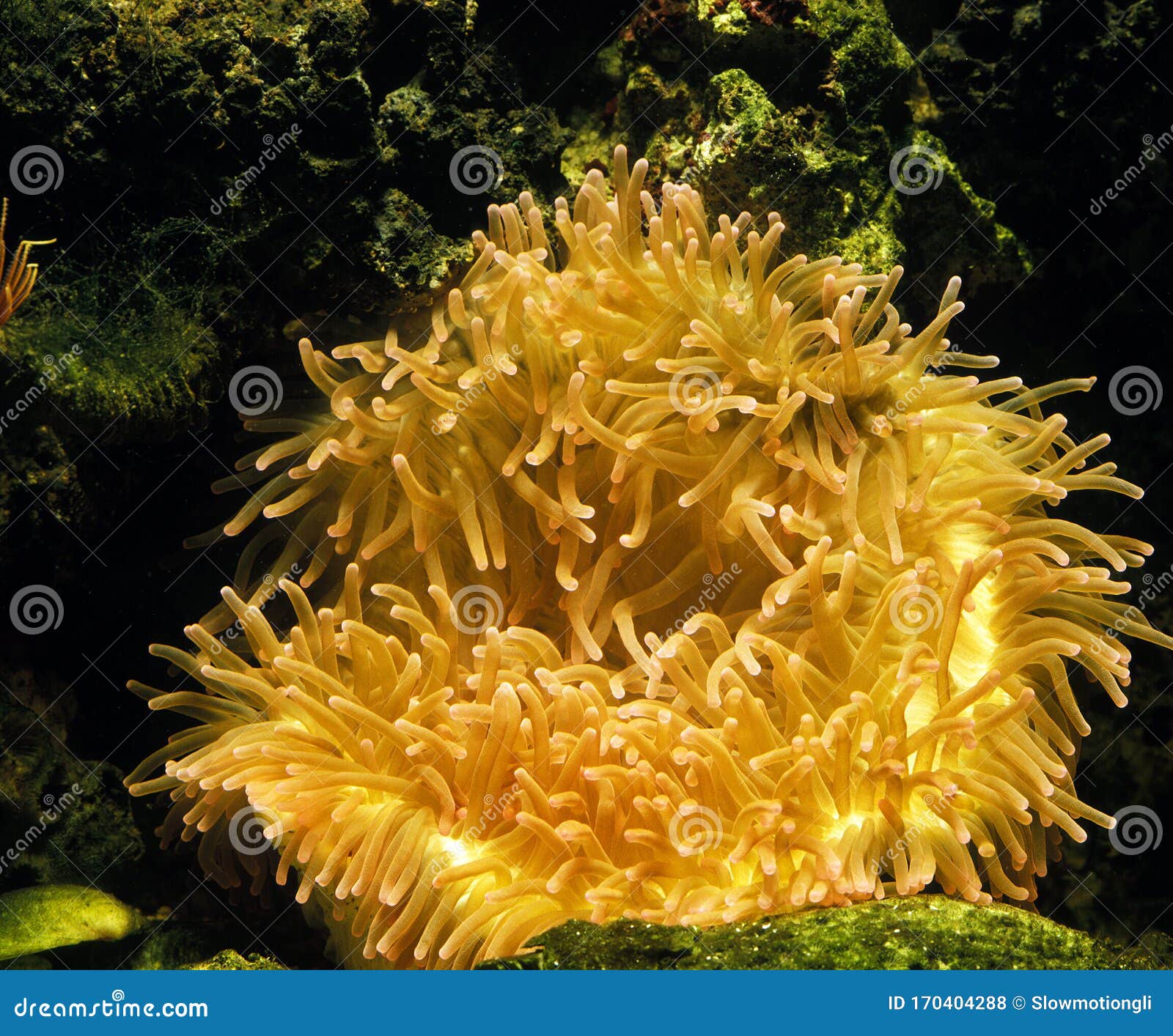 ANEMONE DE MER stock photo. Image of animal, cnidarian - 170404288