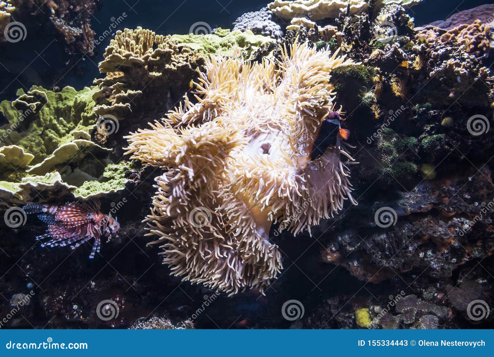 Sea Anemones a Group of Marine, Predatory Animals of the Order ...