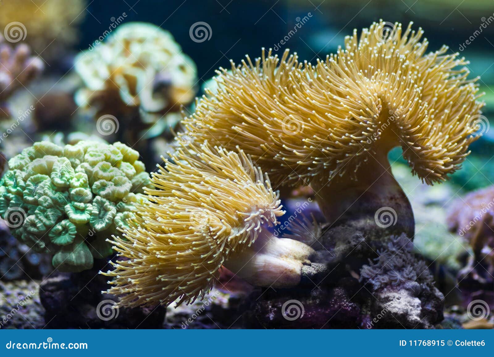 Sea Anemones, Predatory Animals Stock Image - Image of horizontal ...