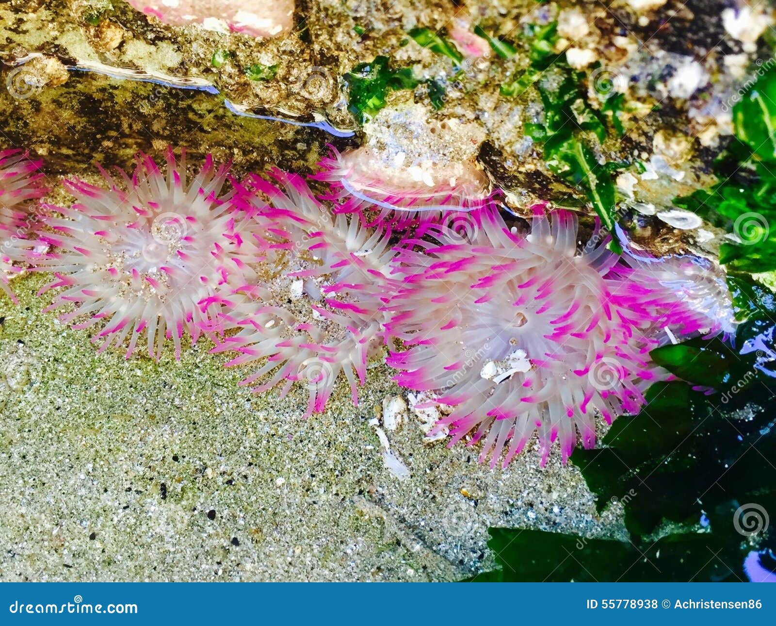 Sea Anemones stock photo. Image of sandy, beach, creatures - 55778938