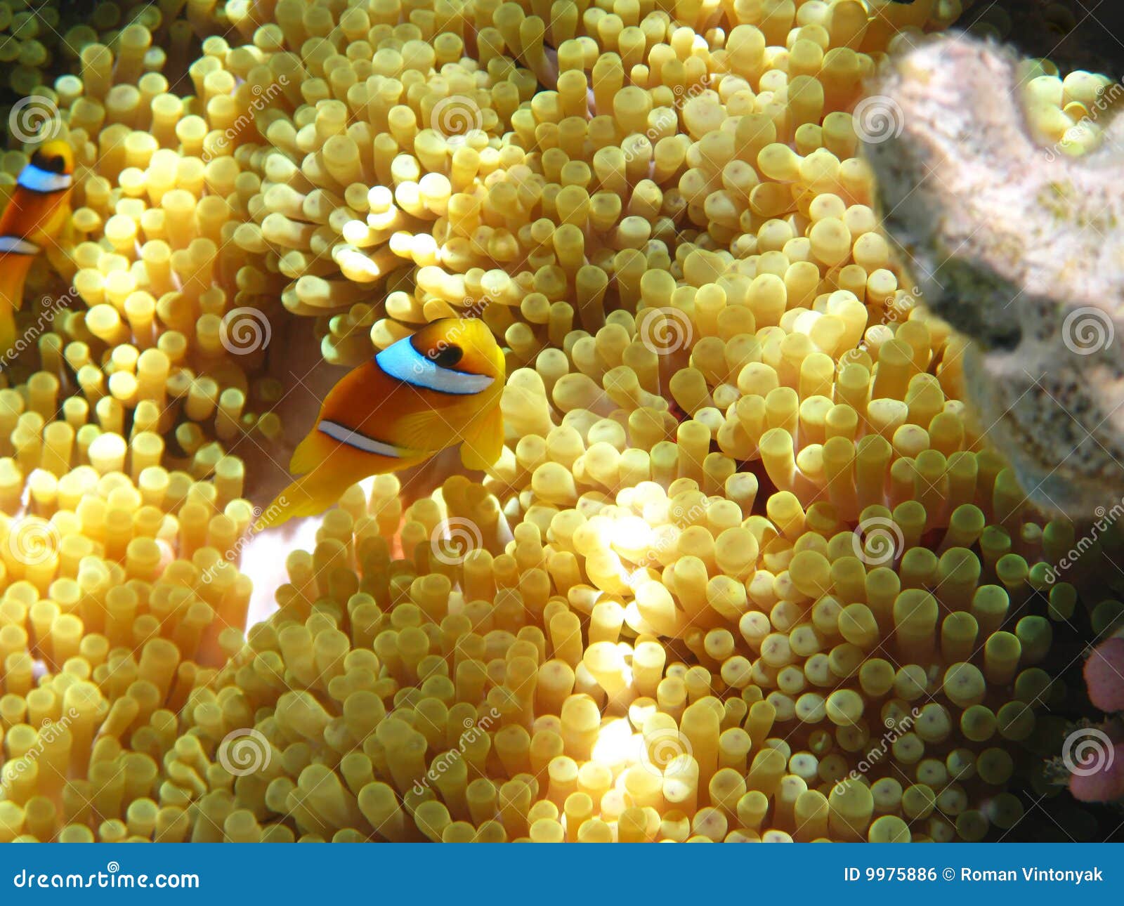 Sea Anemones and Two-banded Clownfish Stock Photo - Image of actiniaria ...