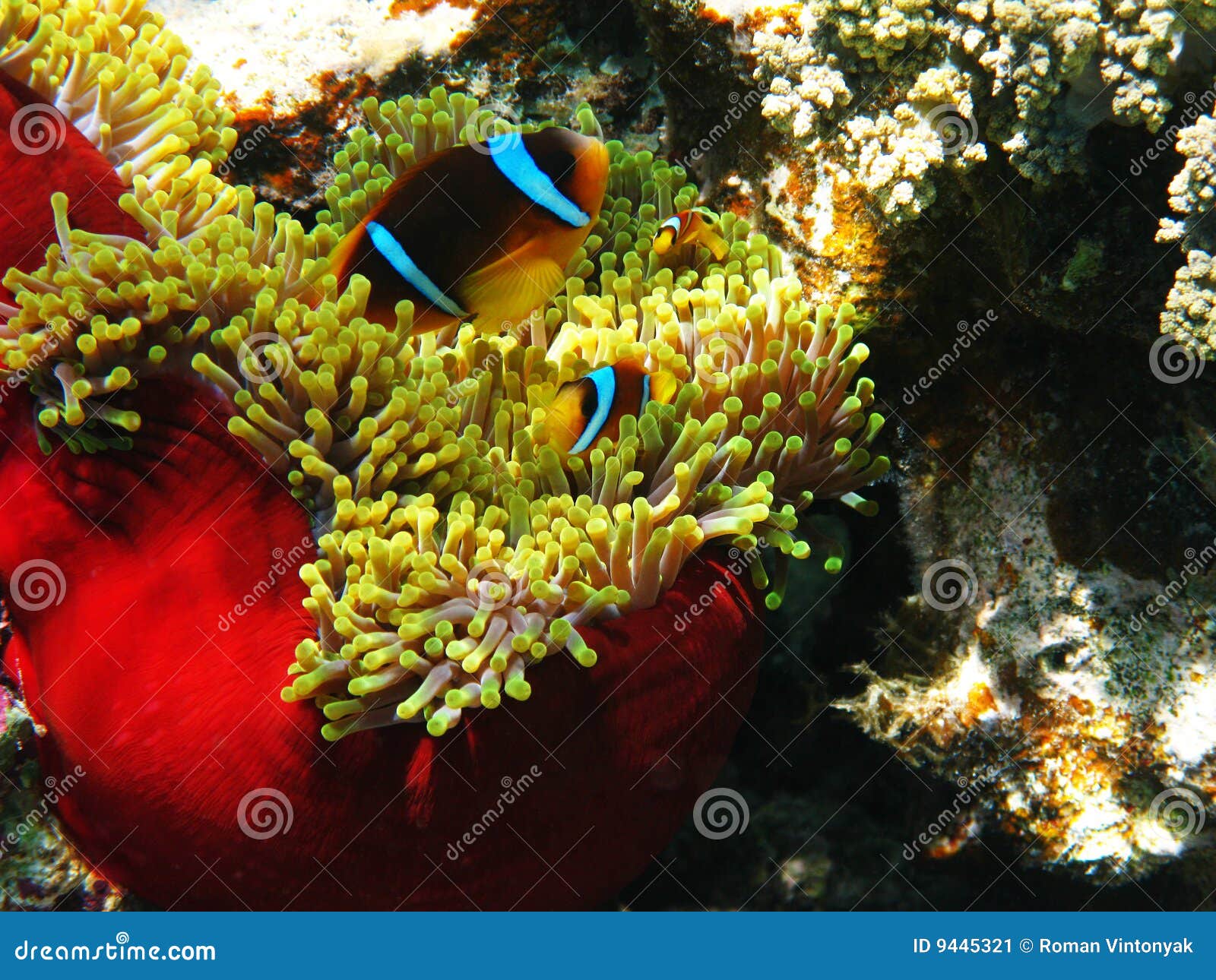 Sea Anemones and Two-banded Clownfishes Stock Image - Image of egypt ...