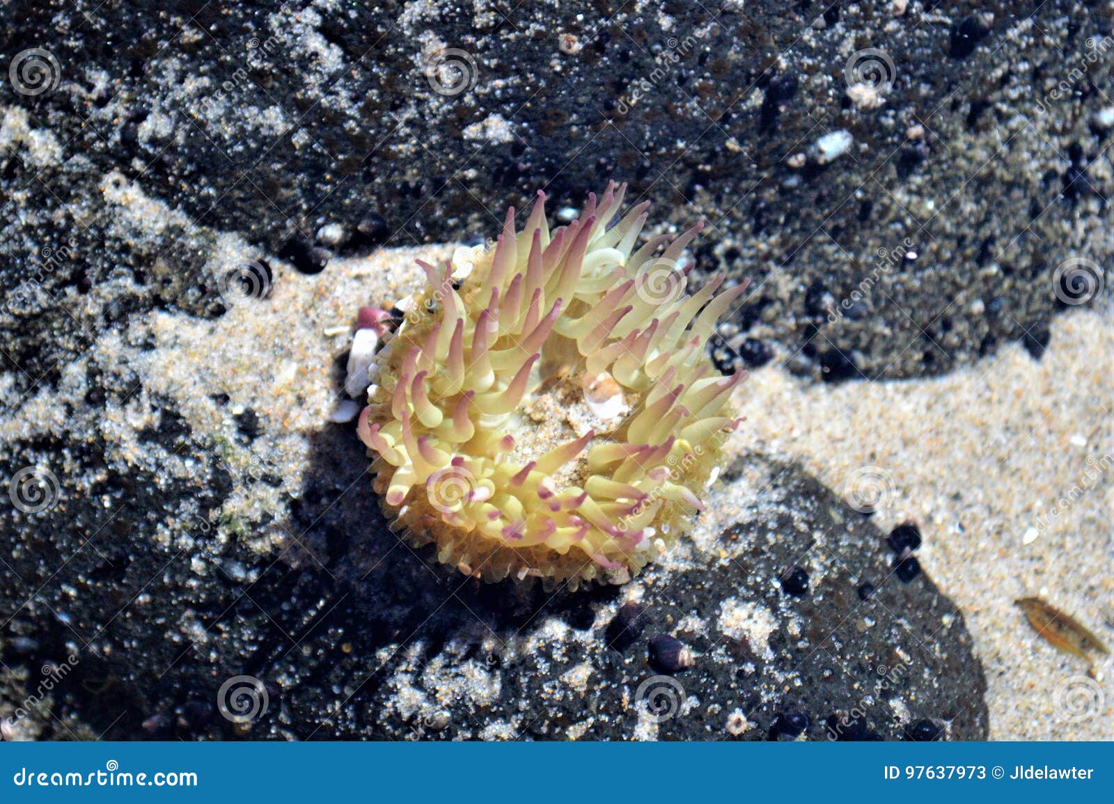 Sea Anemonie stock image. Image of coast, heat, rock - 97637973