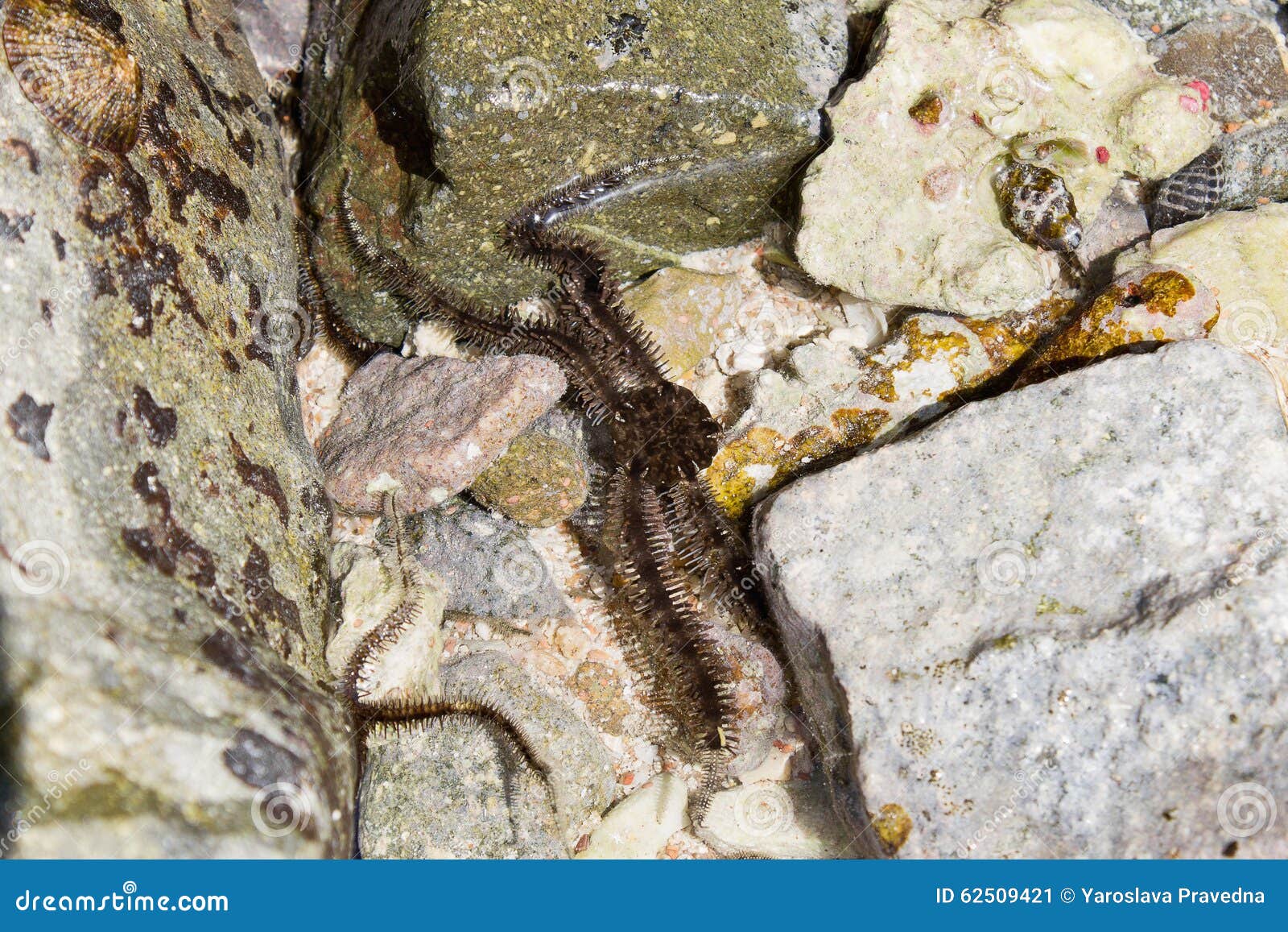 Sea animal stock image. Image of nature, shore, coast - 62509421