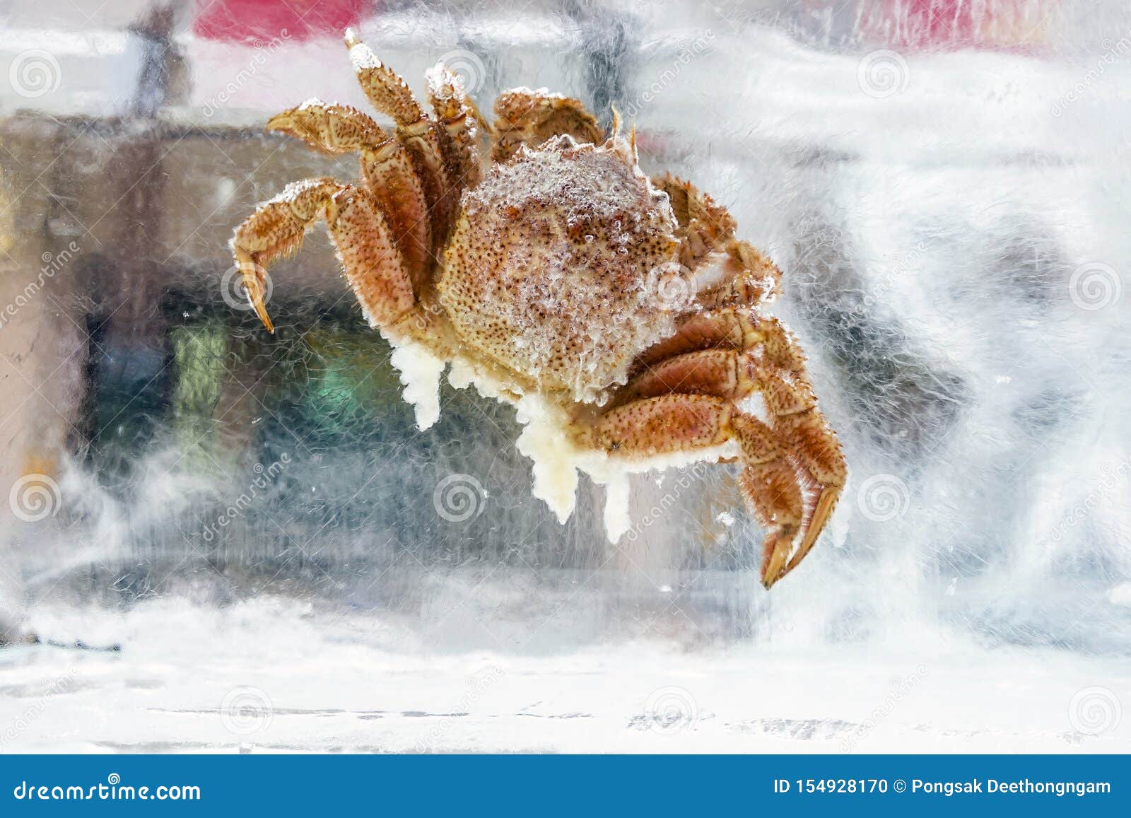 Sea Animals in Ice in the Winter Stock Photo - Image of meal, cool ...