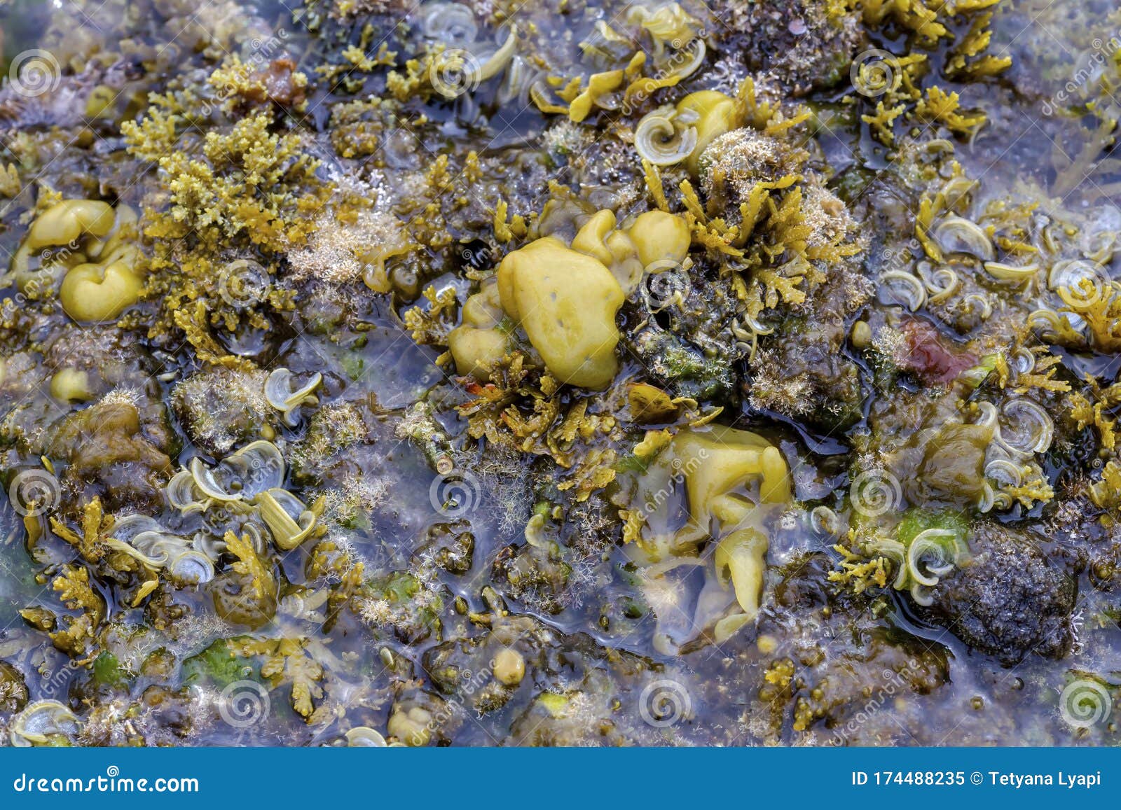 Sea Background with Different Algae, Sponges and Polyps Stock Image ...