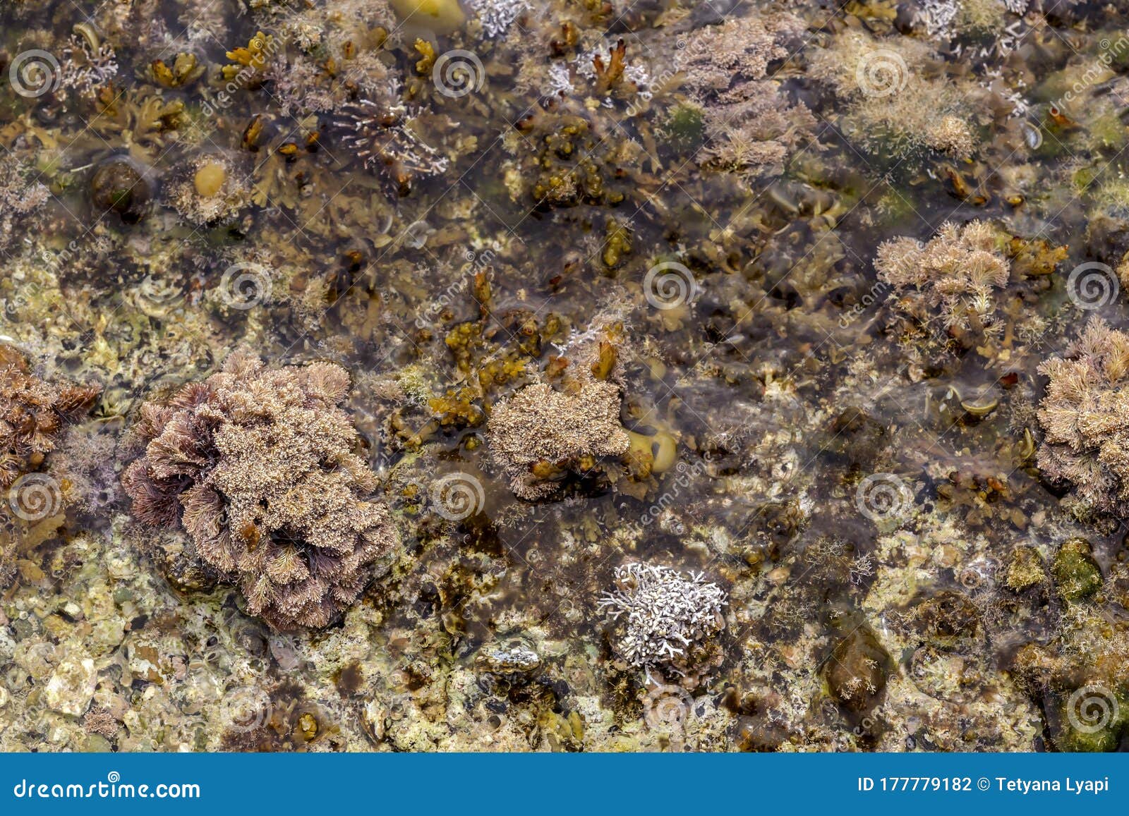 Sea Background with Different Algae, Sponges and Polyps Stock Photo ...