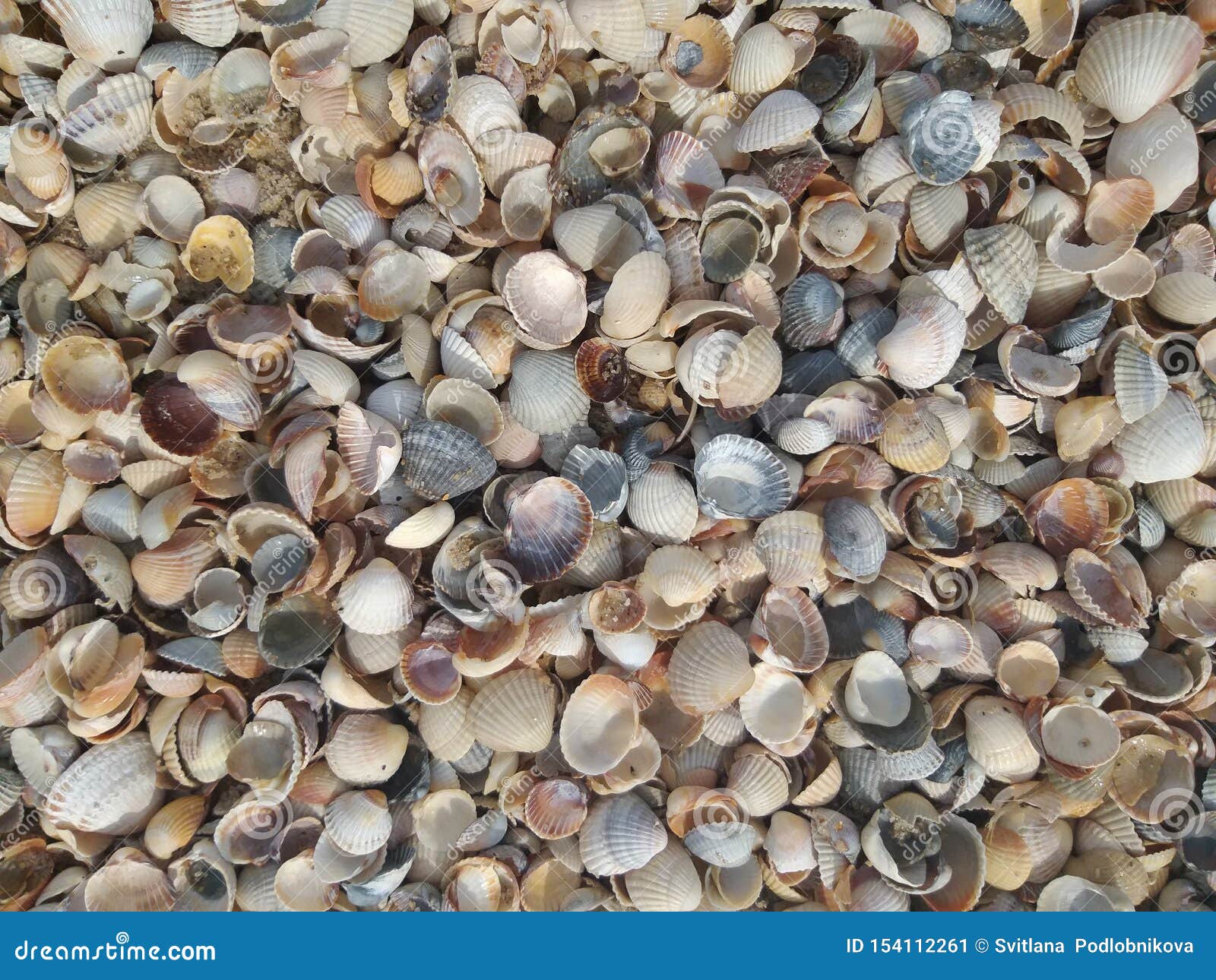 Sea Background Shells, Natural Design Stock Image - Image of gray ...