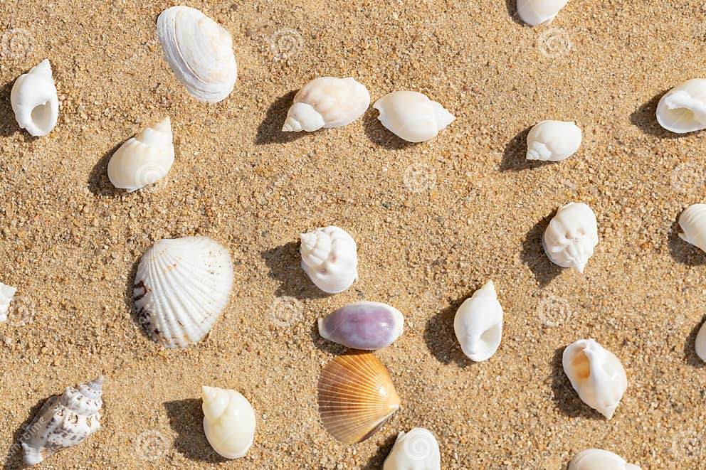 Sea Background with Shells on Sandy Beach on Summer Day. Seashells on ...