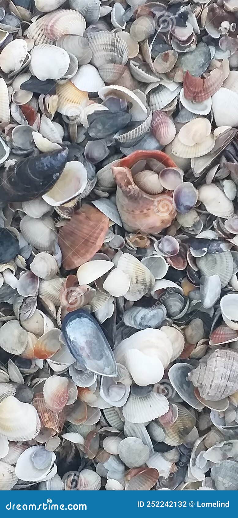 Sea Background: Sea Shells, Top View Stock Photo - Image of abstract ...