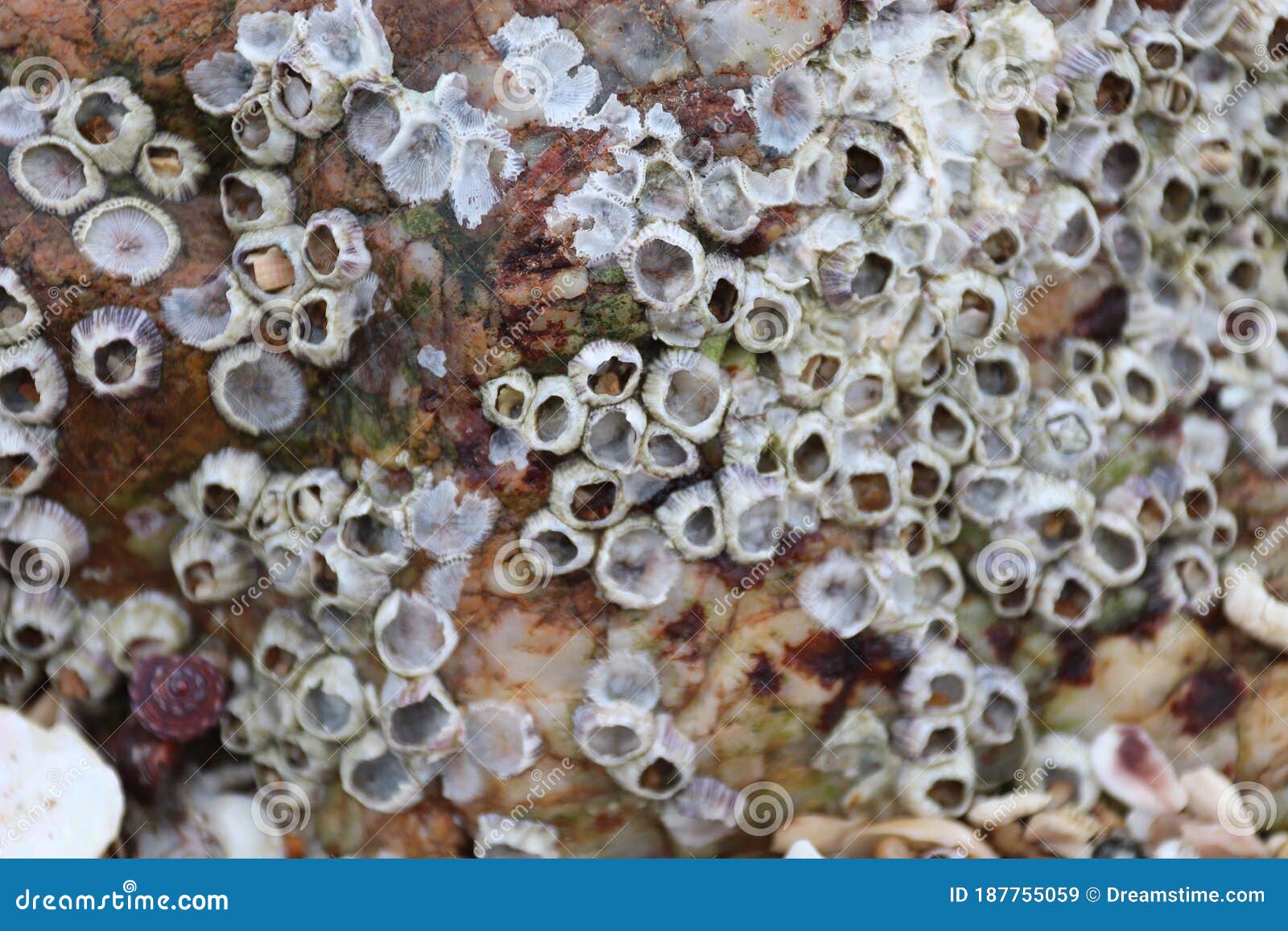 Sea Barnacles and Shells Encrusted on the Rock Stock Image - Image of ...