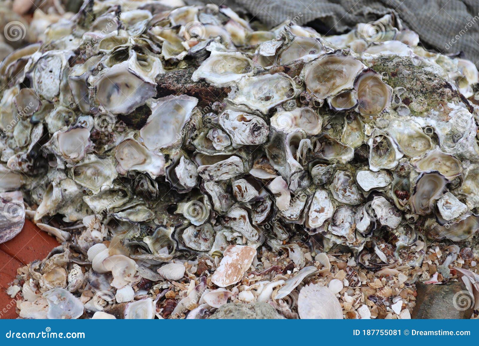 Sea Barnacles and Shells Encrusted on the Rock Stock Image - Image of ...