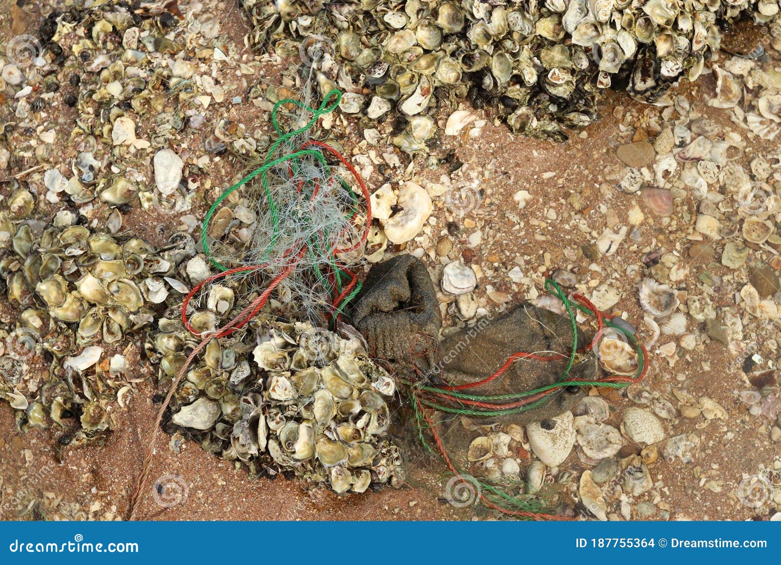 Sea Barnacles and Shells on the Rock Stock Photo - Image of marine ...