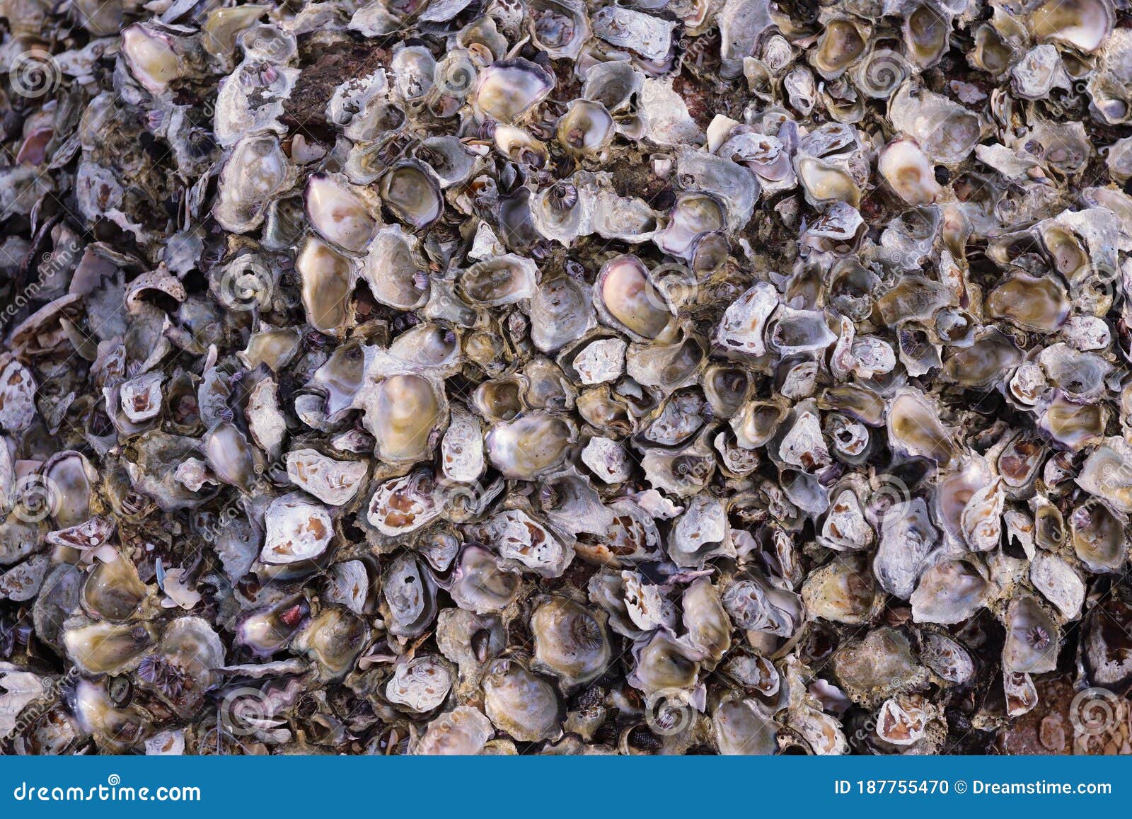 Sea Barnacles and Shells on the Rock Stock Photo - Image of pattern ...