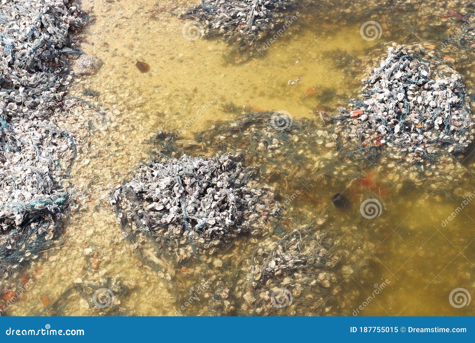Sea Barnacles and Shells on the Rock Stock Image - Image of nature ...